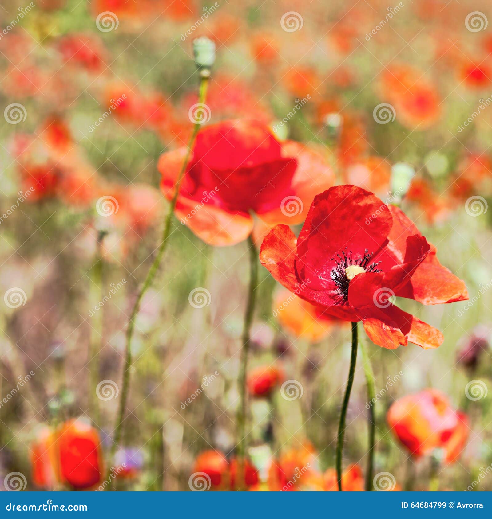 Field of Bright Red Corn Poppy Flowers Stock Image - Image of floral ...