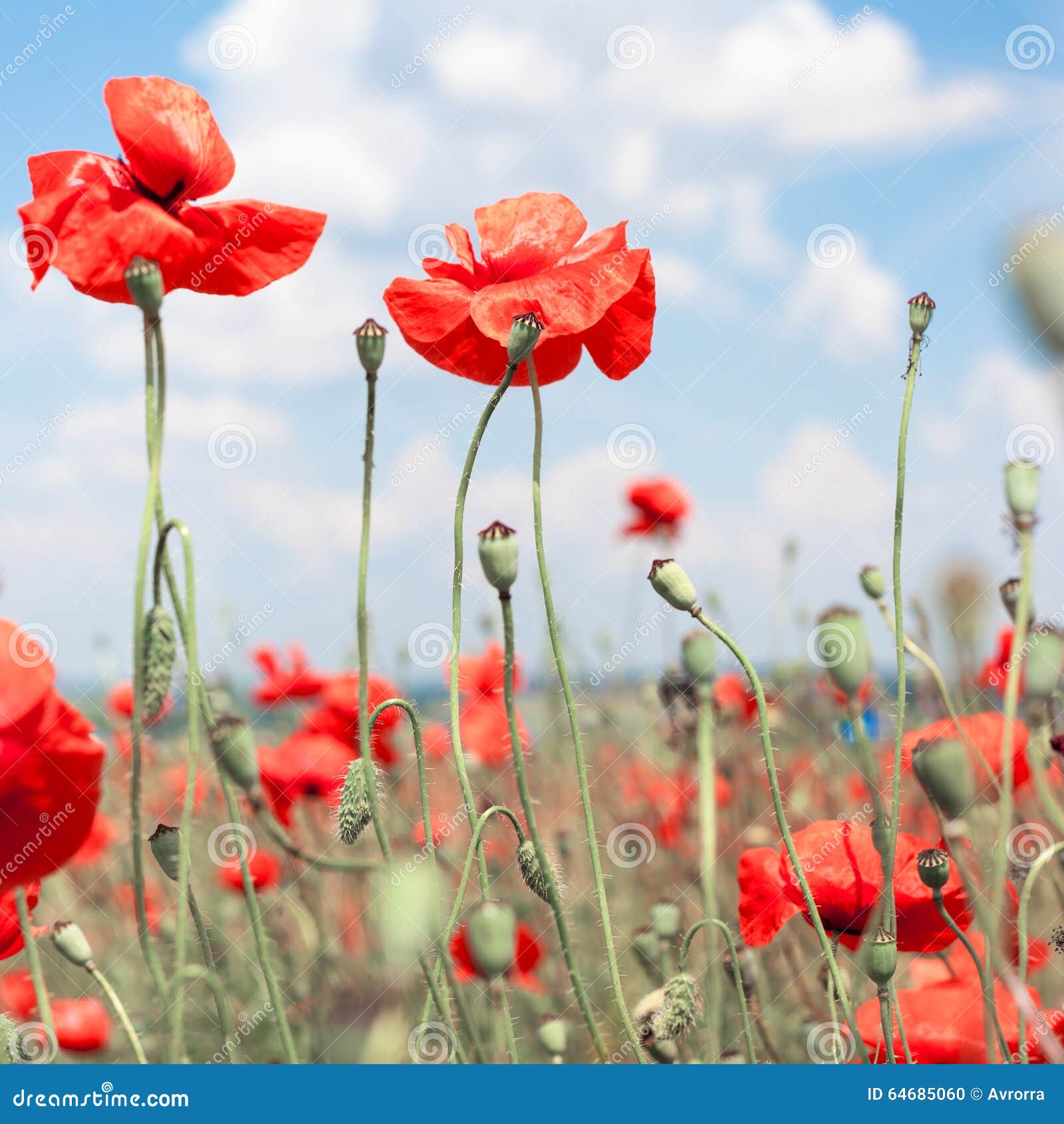Field of Bright Red Corn Poppy Flowers Stock Photo - Image of fragile ...
