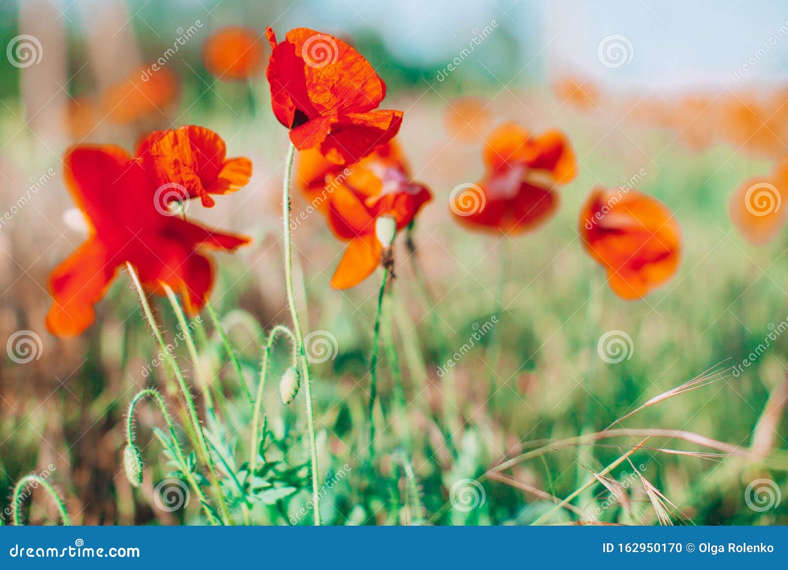Field of Bright Red Corn Poppy Flowers in Summer. Selective Focus Stock ...