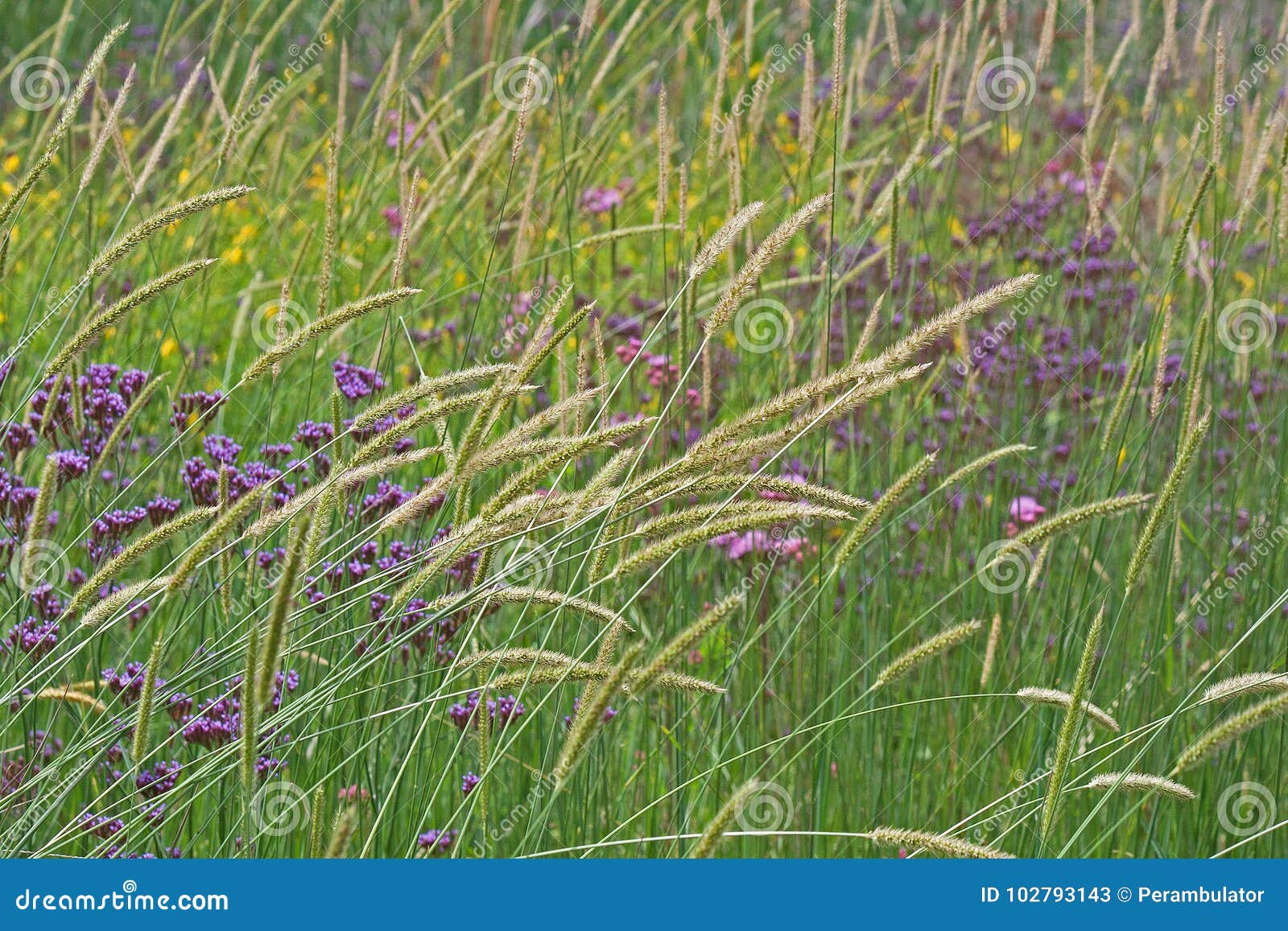 WILD GRASS and FLOWERS stock image. Image of africa - 102793143