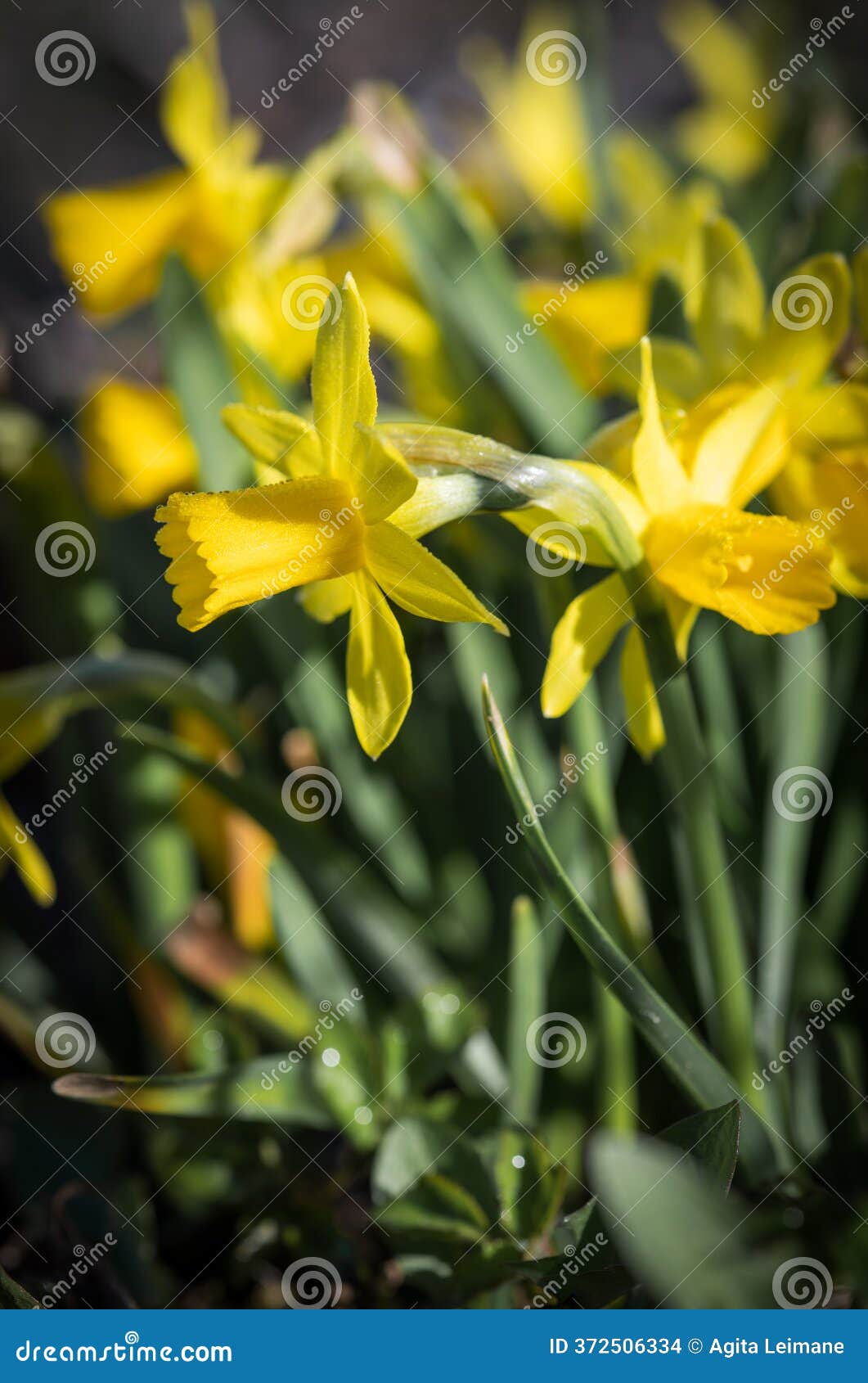 Yellow Daffodil On A Blurred Background Stock Image | CartoonDealer.com ...