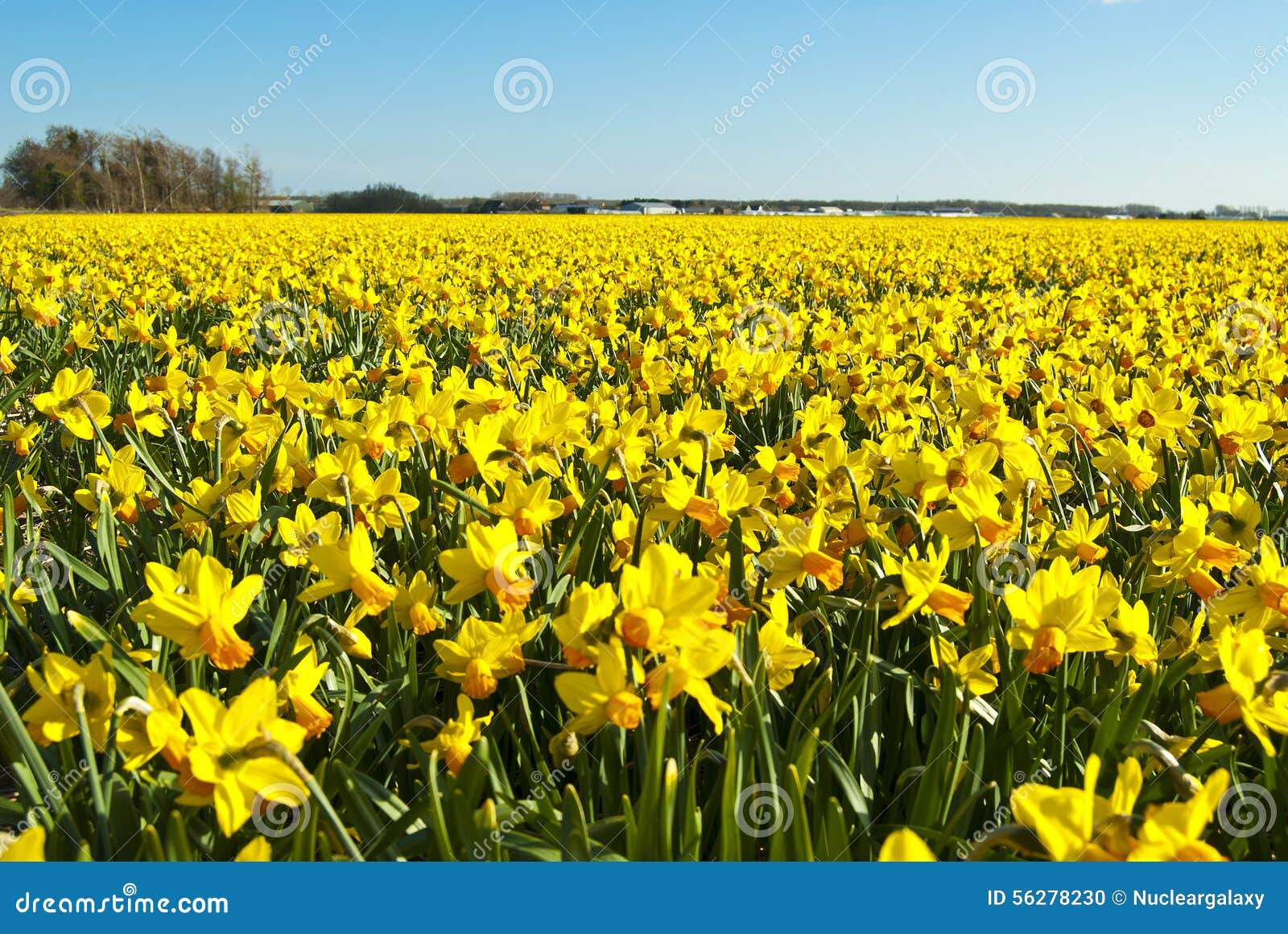 Field of Bright Yellow Daffodils Stock Photo - Image of spring, beauty ...
