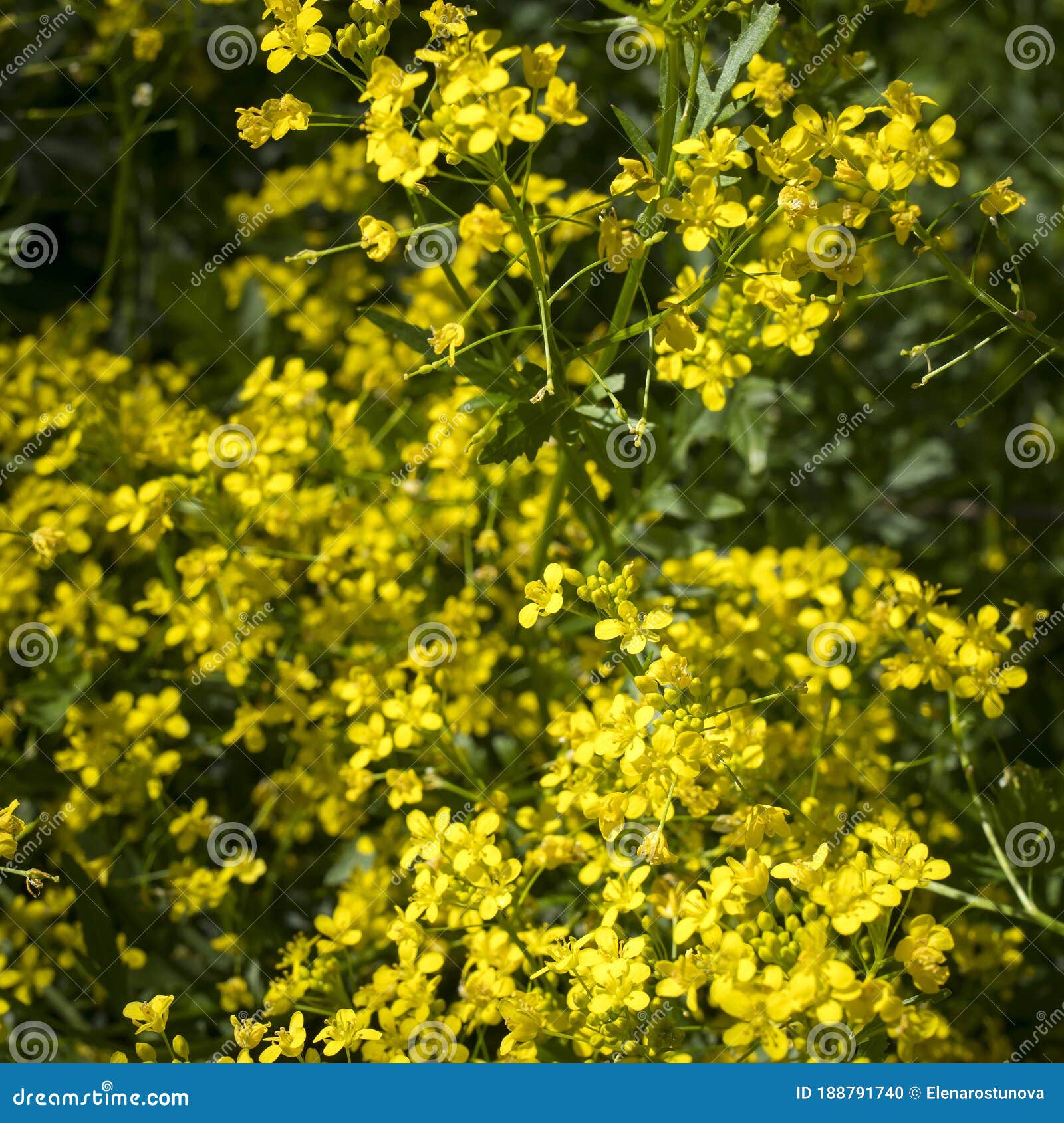 Field of Bright Yellow Rapeseed in Spring Stock Photo - Image of green ...