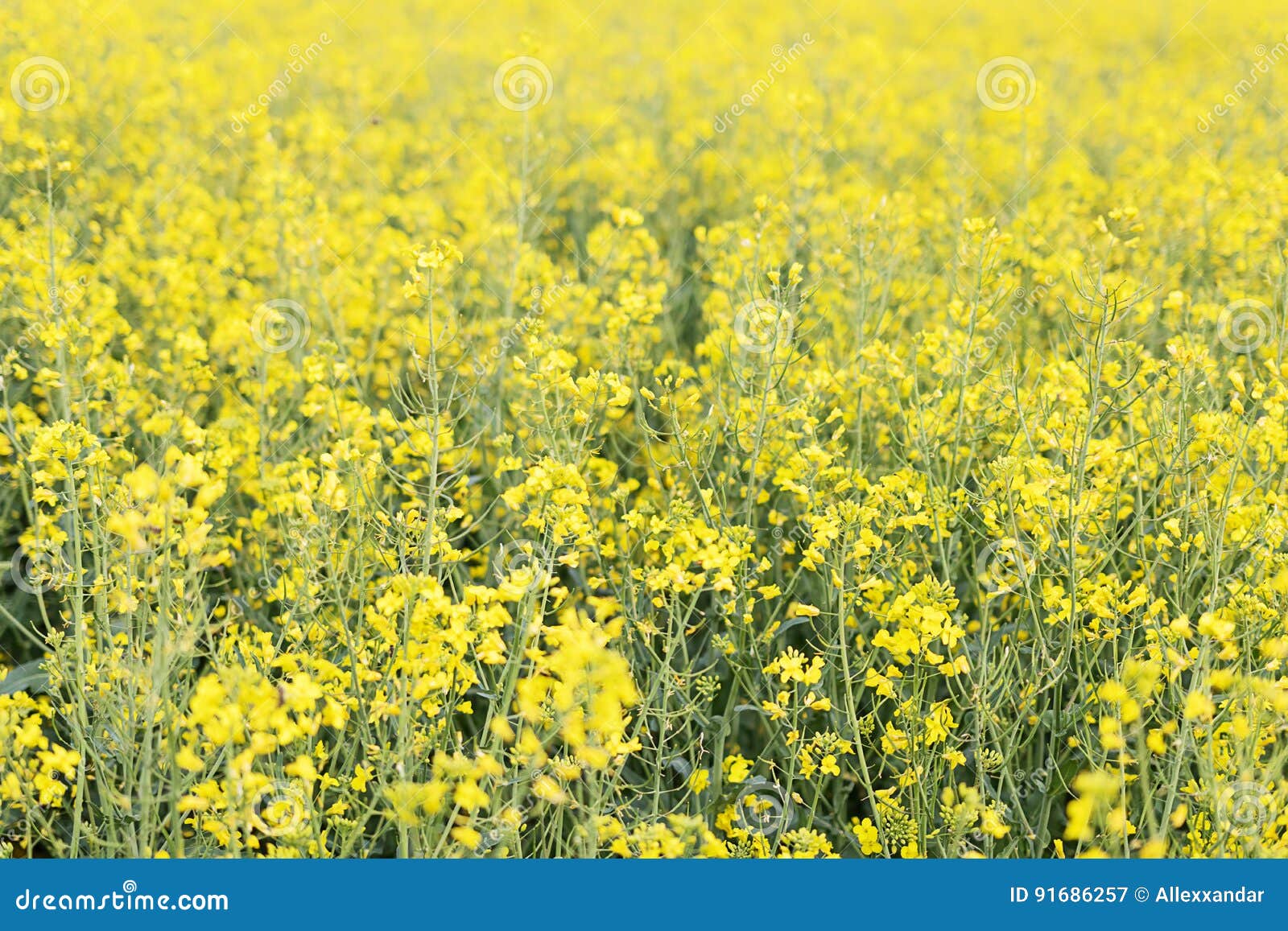 Field of Bright Yellow Rapeseed in Spring. Rapeseed Oil Seed Rap Stock ...