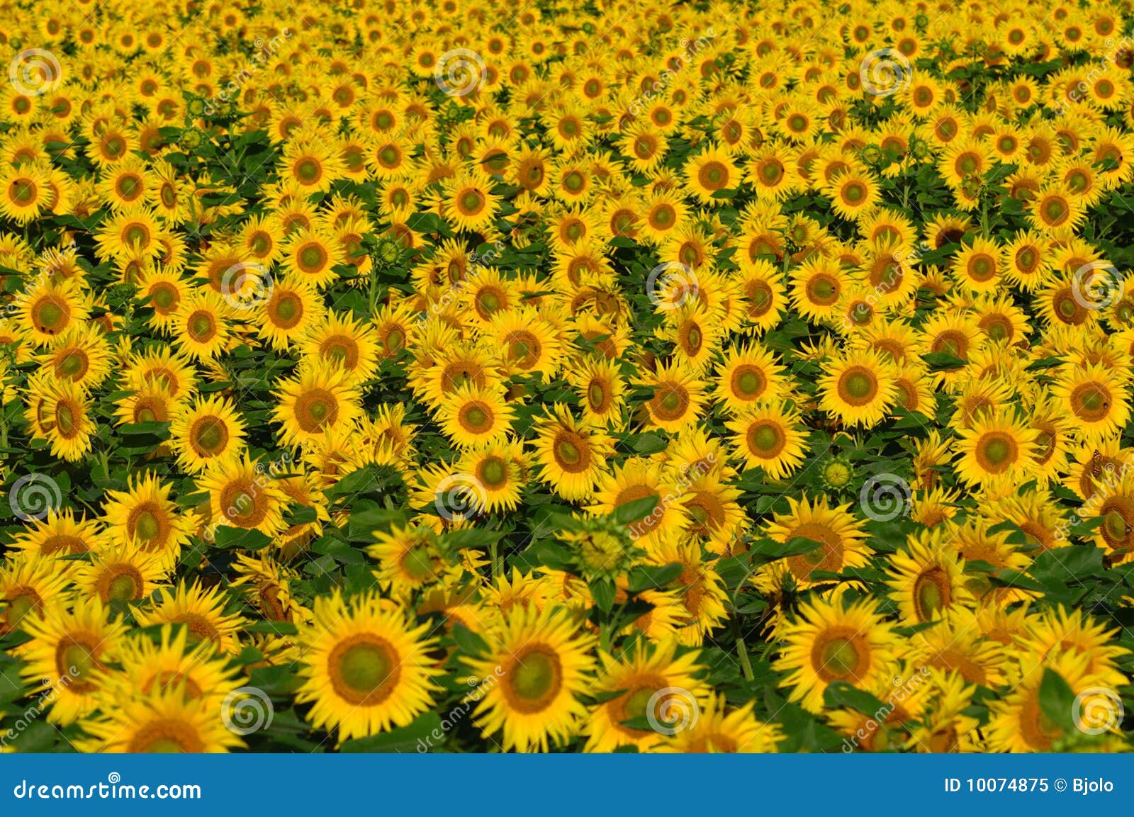 Field with Bright Yellow Sunflowers. Stock Image - Image of plant ...