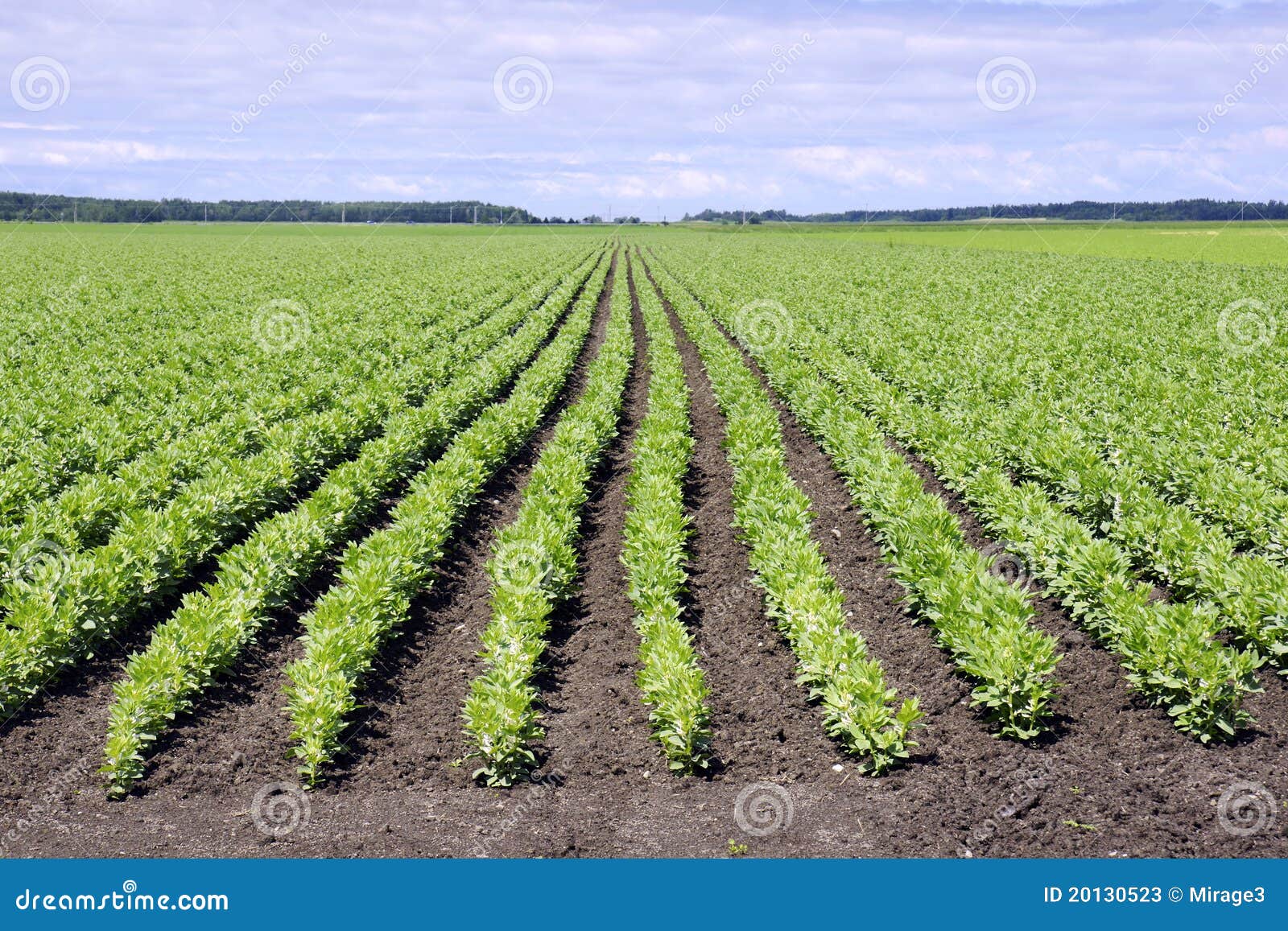 Field of broad bean stock image. Image of harvest, white - 20130523