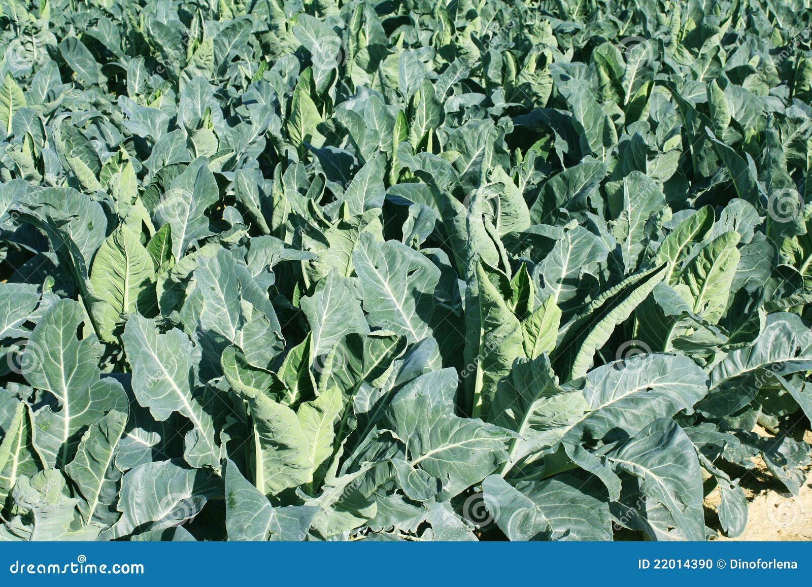 Field with broccoli stock photo. Image of greens, vegetables - 22014390