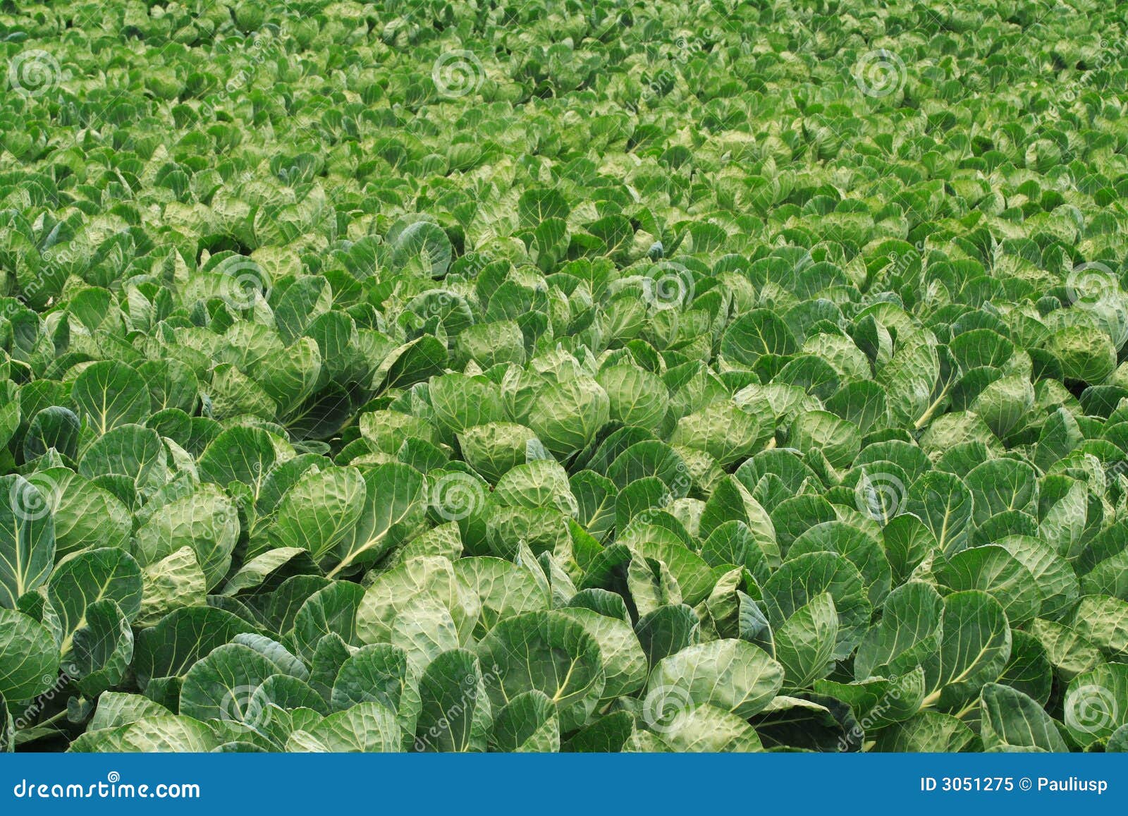 Field of brussel sprouts stock image. Image of leaf, growth - 3051275