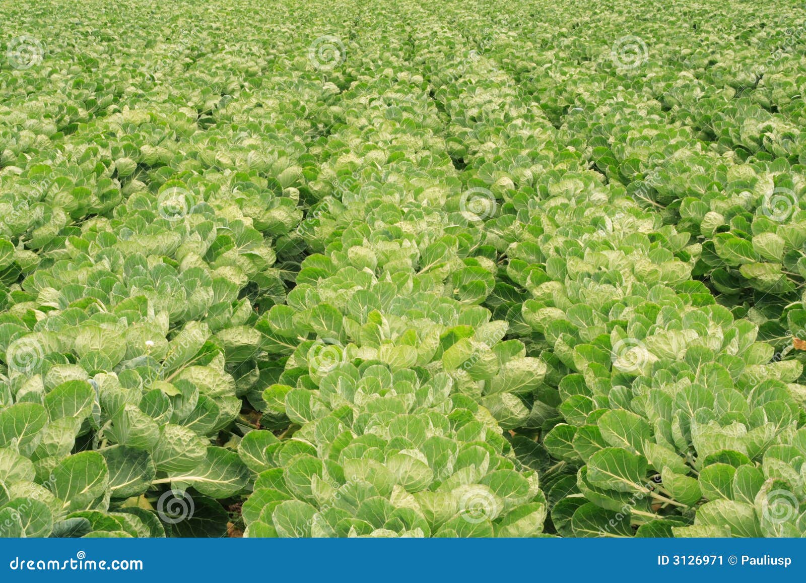 Field of brussel sprouts stock image. Image of field, monoculture - 3126971