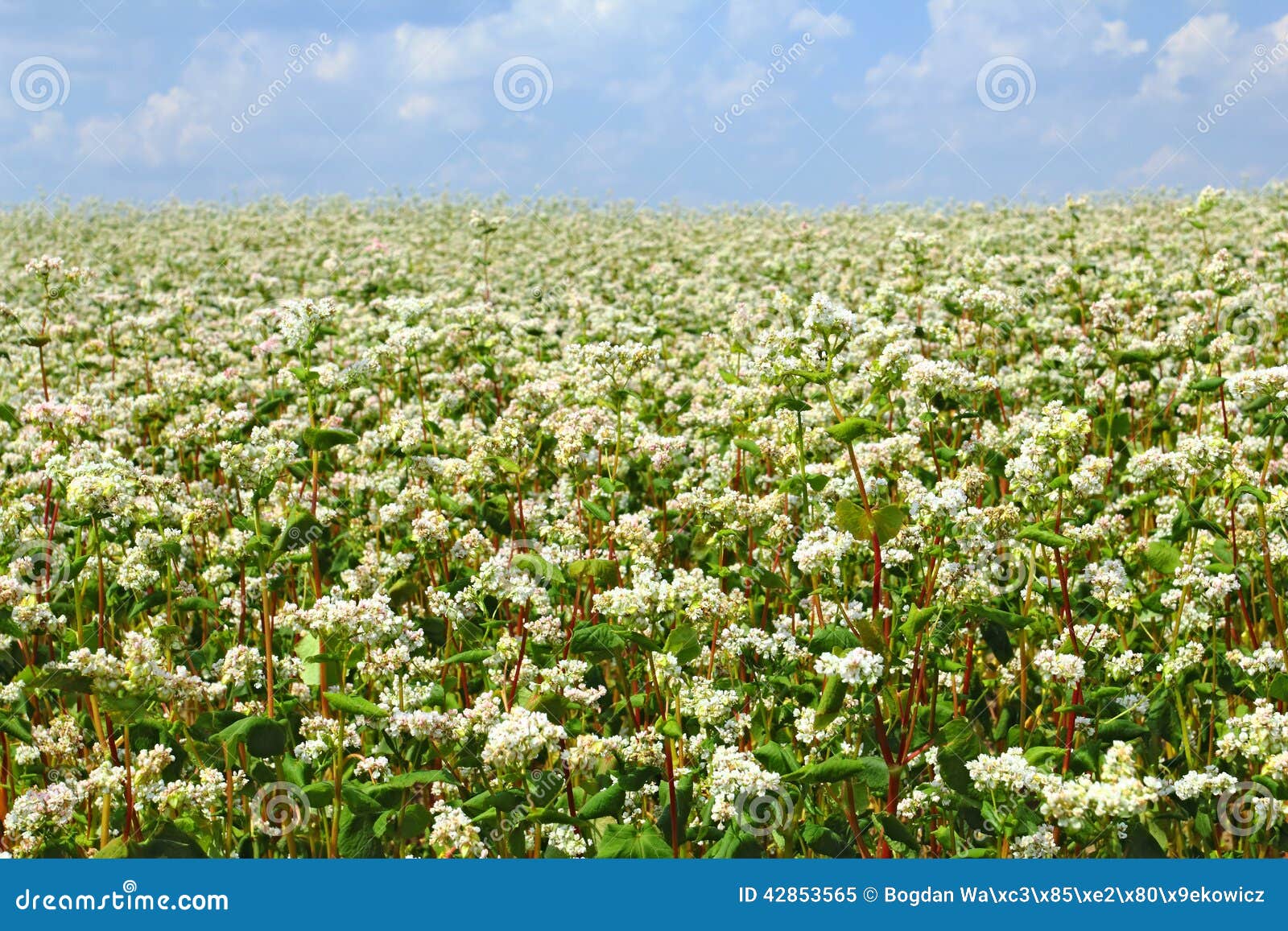 Field of buckwheat stock image. Image of wheat, buckwheat - 42853565