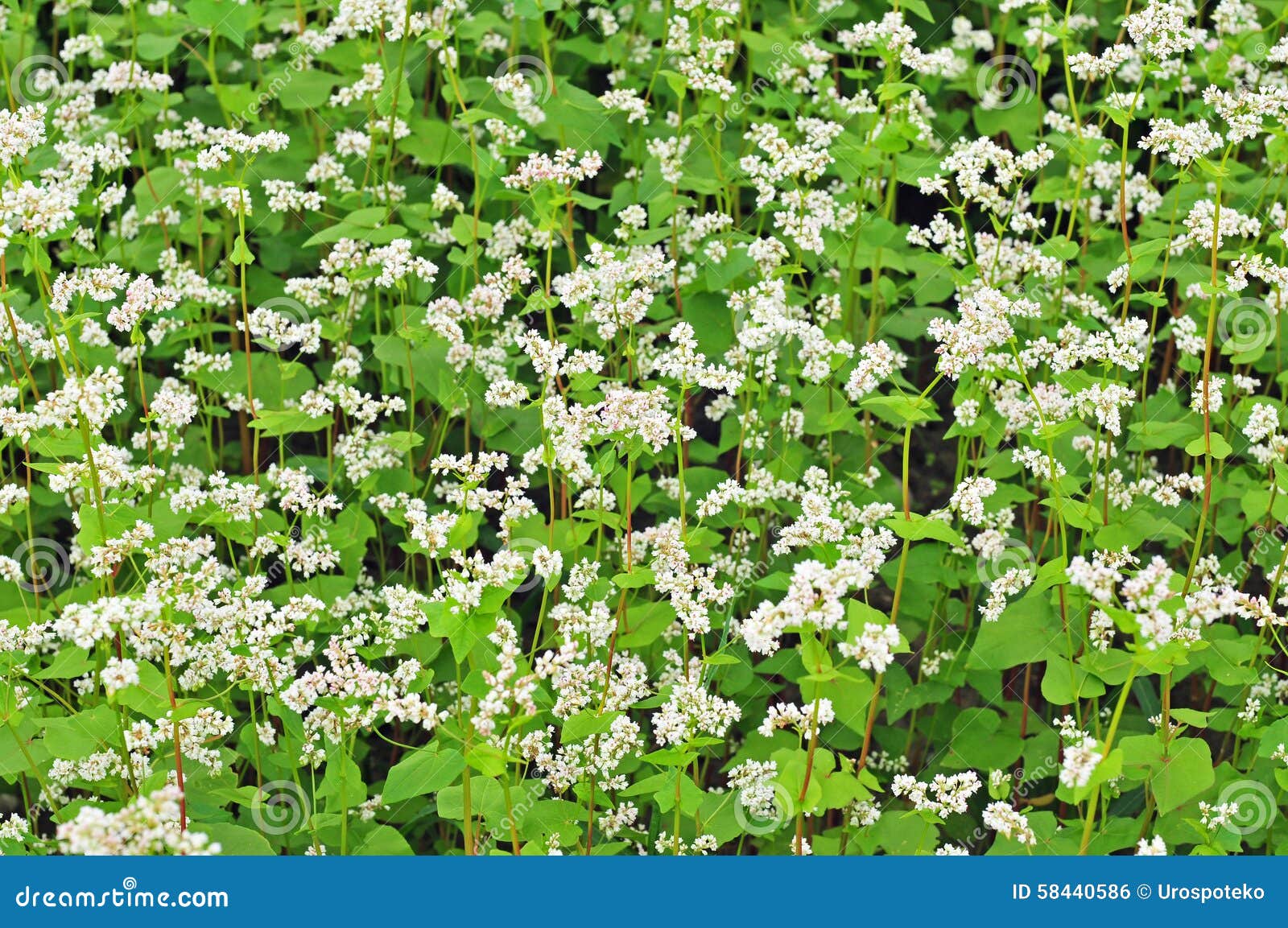 Field of buckwheat stock photo. Image of buckwheat, field - 58440586