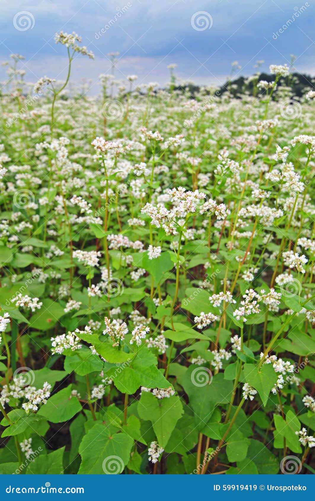 Field of buckwheat stock image. Image of crop, grass - 59919419