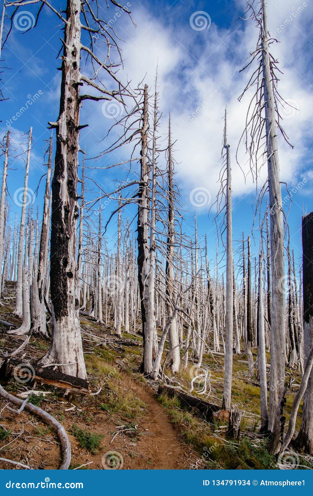 Field of Burned Dead Conifer Trees with Hollow Branches in Beautiful ...