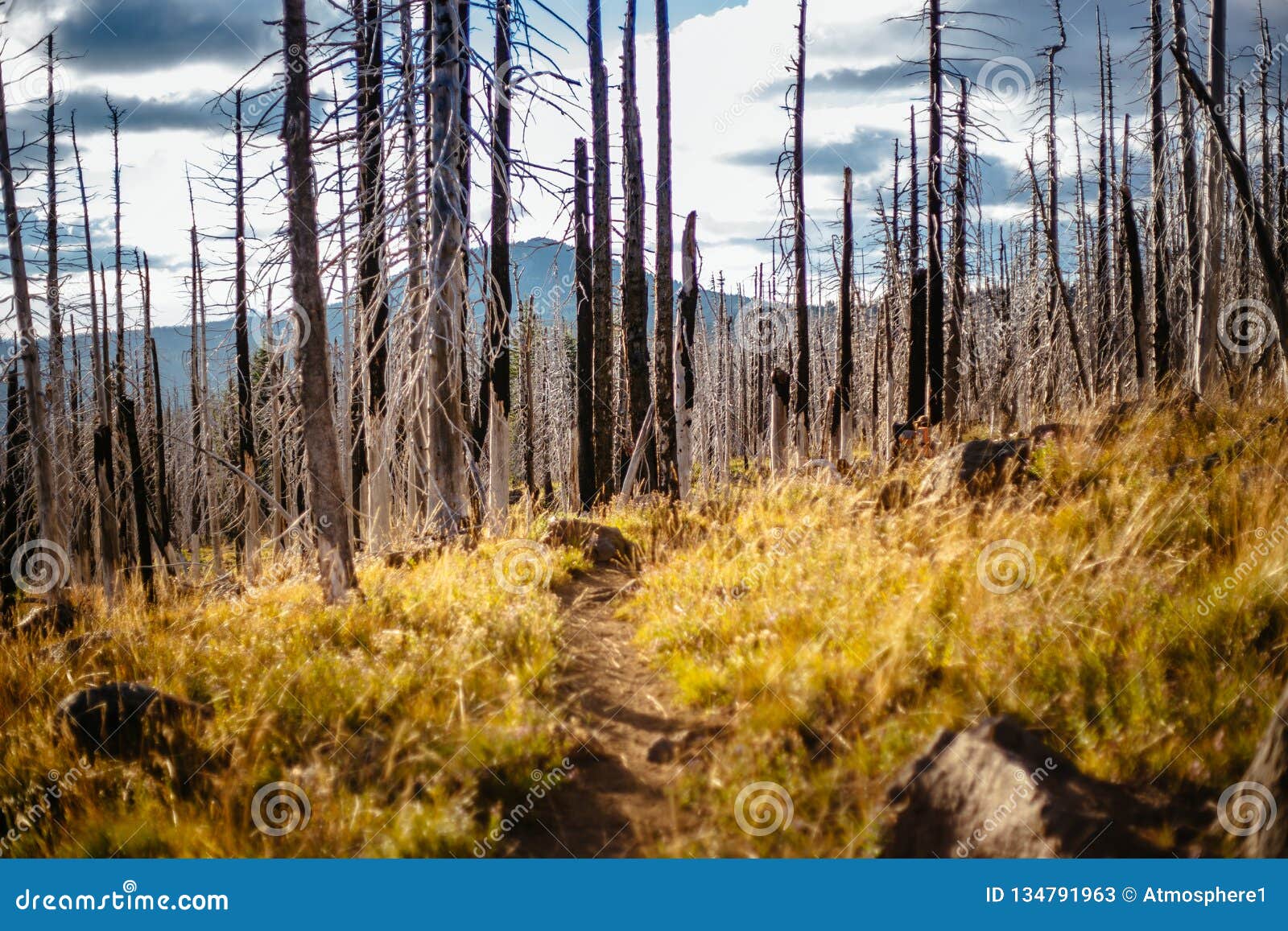Field of Burned Dead Conifer Trees with Hollow Branches in Beautiful ...
