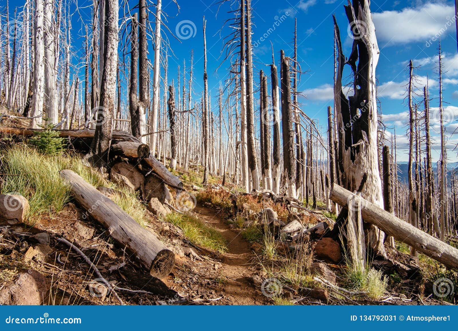 Field of Burned Dead Conifer Trees with Hollow Branches in Beautiful ...