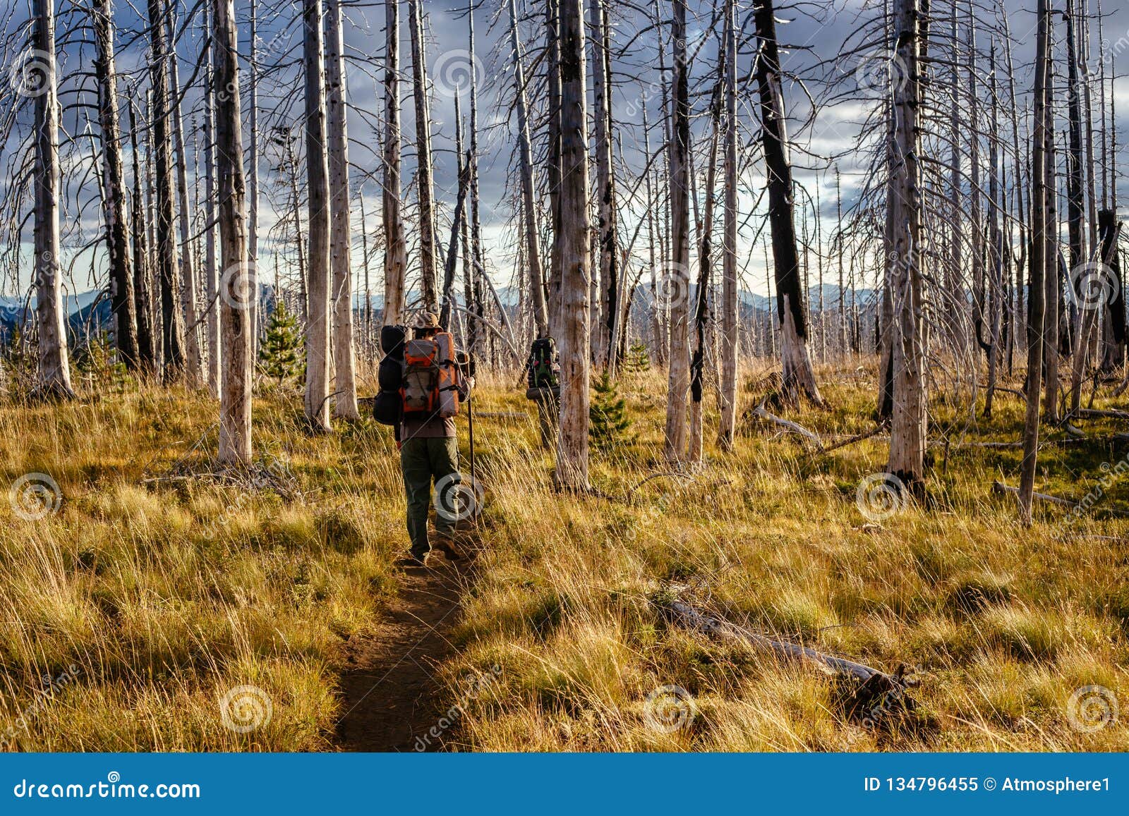 Field of Burned Dead Conifer Trees with Hollow Branches in Beautiful ...