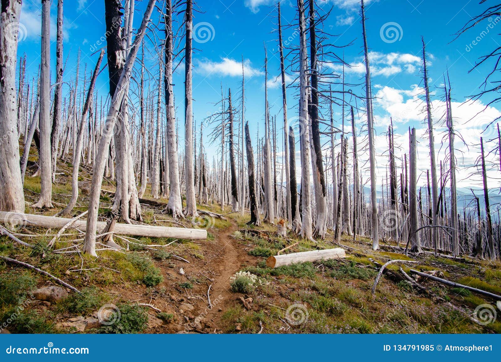 Field of Burned Dead Conifer Trees with Hollow Branches in Beautiful ...