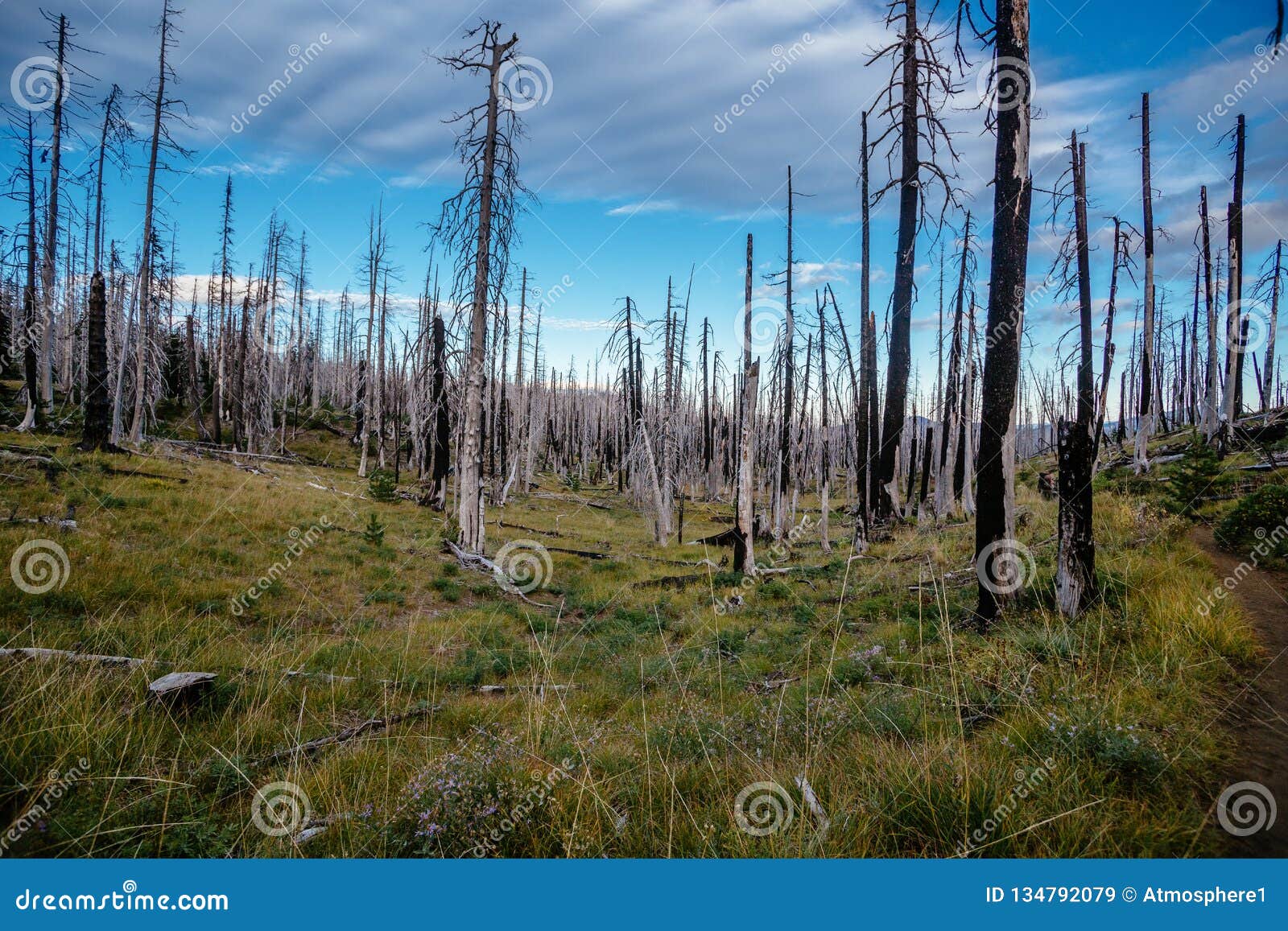 Field of Burned Dead Conifer Trees with Hollow Branches in Beautiful ...