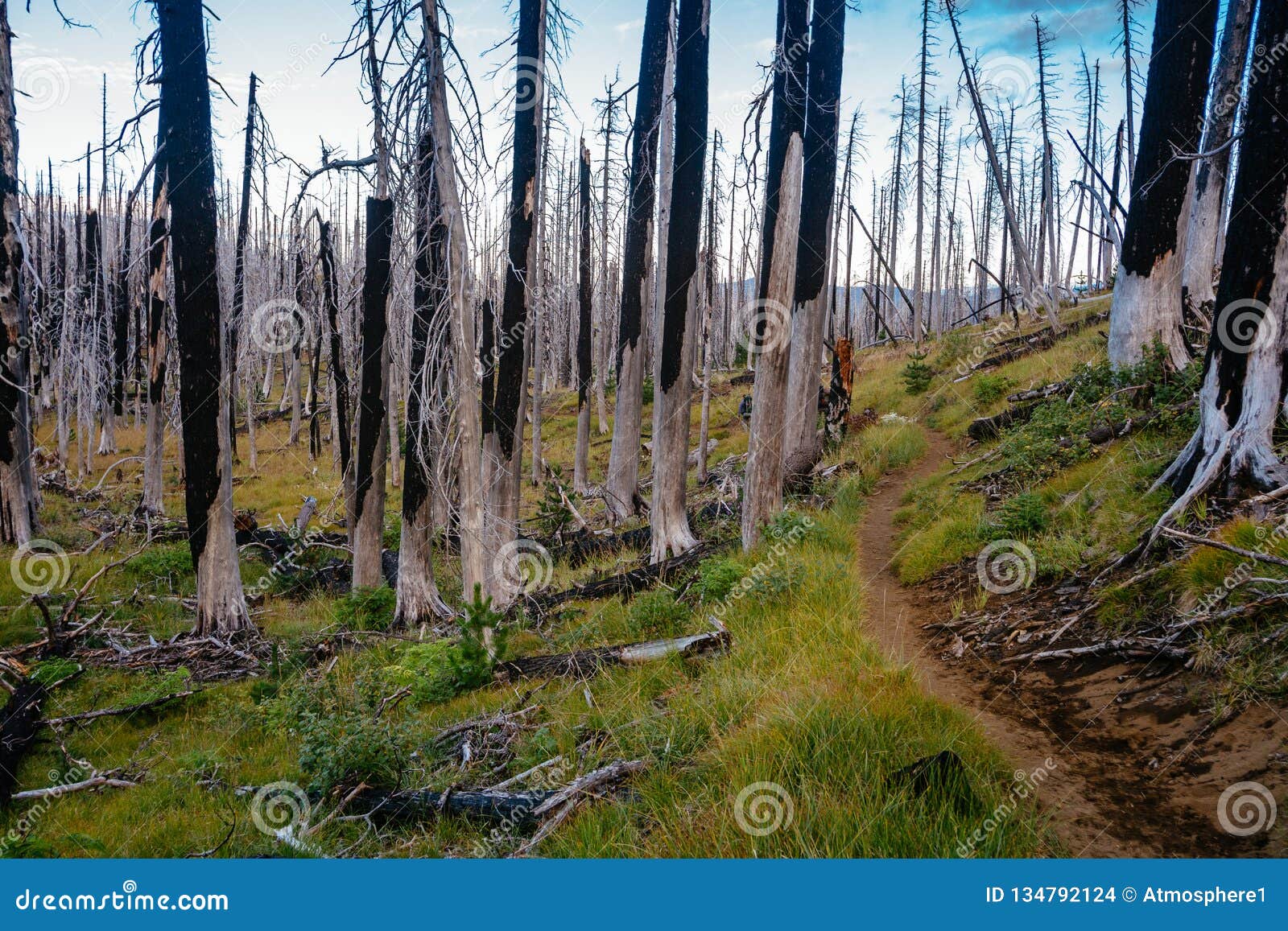 Field of Burned Dead Conifer Trees with Hollow Branches in Beautiful ...