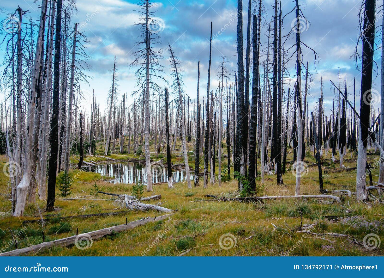 Field of Burned Dead Conifer Trees with Hollow Branches in Beautiful ...