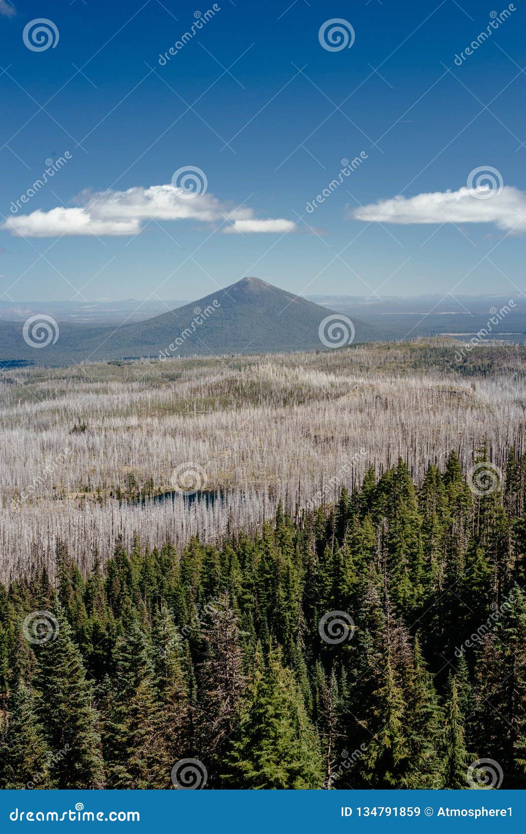 Field of Burned Dead Conifer Trees with Hollow Branches in Beautiful ...