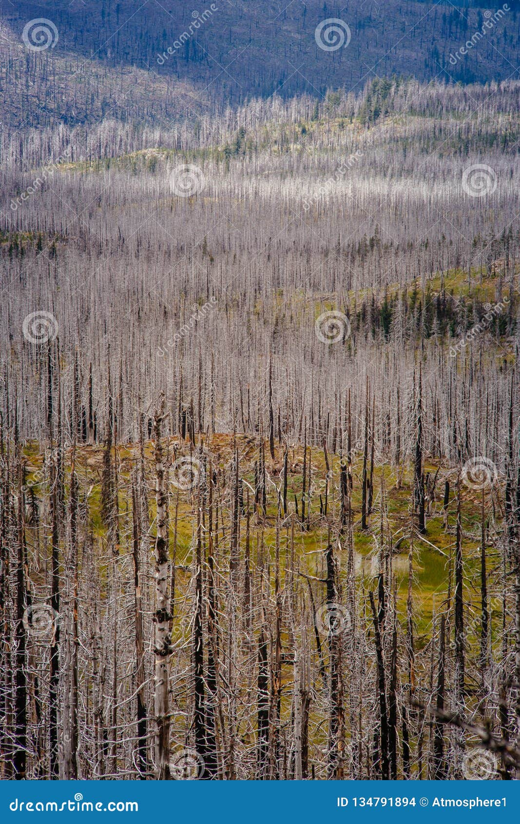 Field of Burned Dead Conifer Trees with Hollow Branches in Beautiful ...