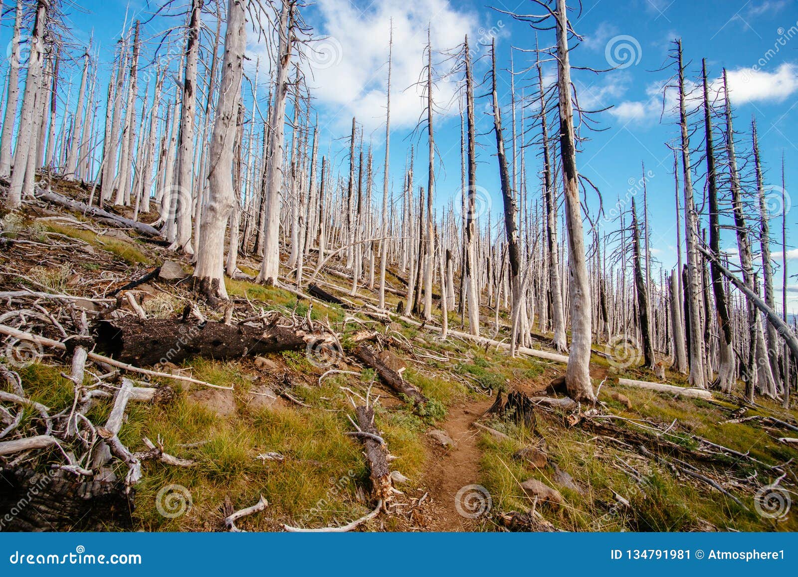 Field of Burned Dead Conifer Trees with Hollow Branches in Beautiful ...