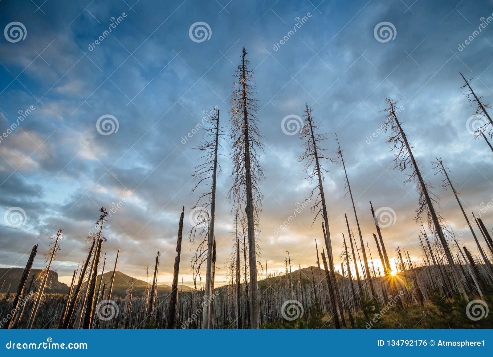Field of Burned Dead Conifer Trees with Hollow Branches in Beautiful ...