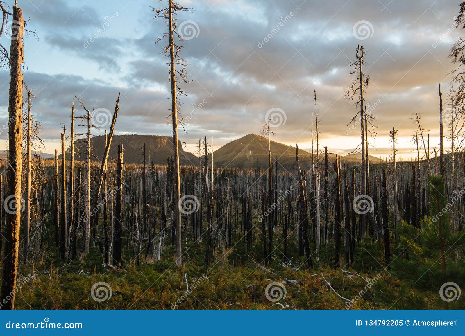 Field of Burned Dead Conifer Trees with Hollow Branches in Beautiful ...