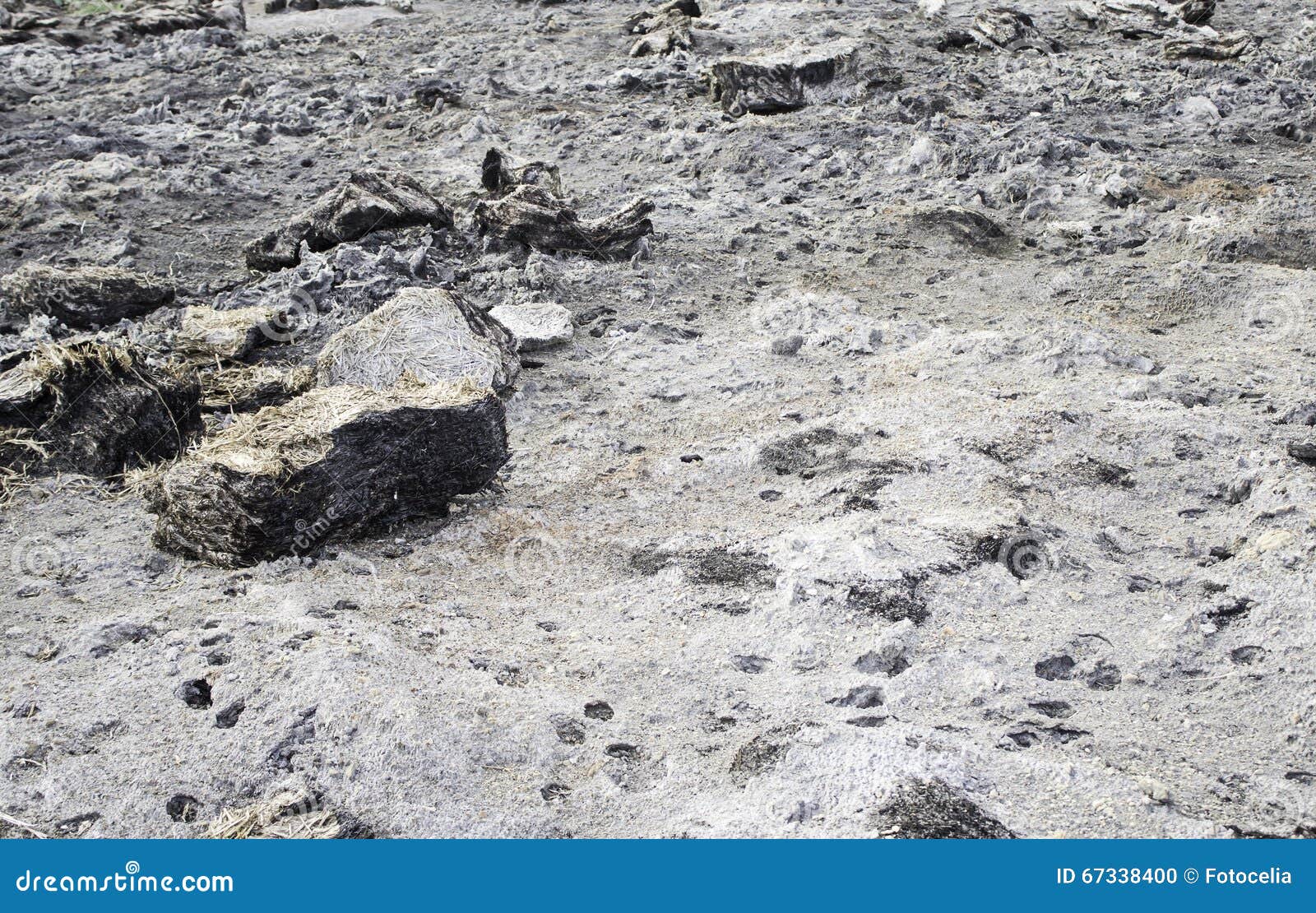 Field burning ashes stock photo. Image of danger, natural - 67338400