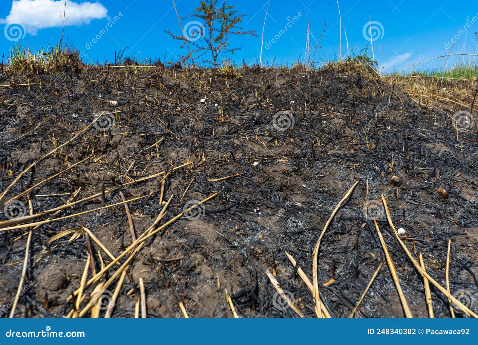 Field of Burnt Grass. the Field after the Fire Stock Photo - Image of ...