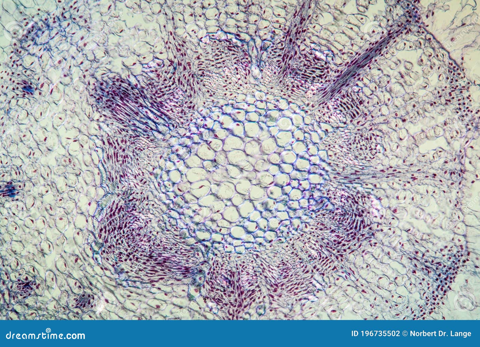 Field buttercup fruit stock photo. Image of research - 196735502