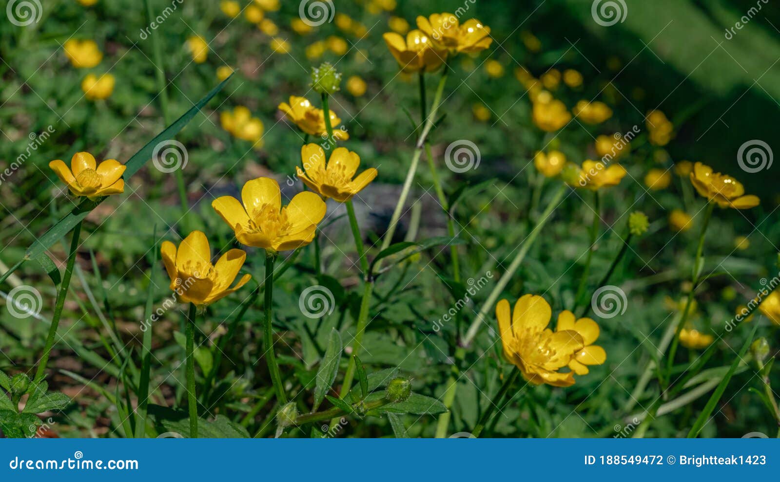 Field of Buttercup ,Ranunculus Acris, Meadow Buttercup, Tall Buttercup ...