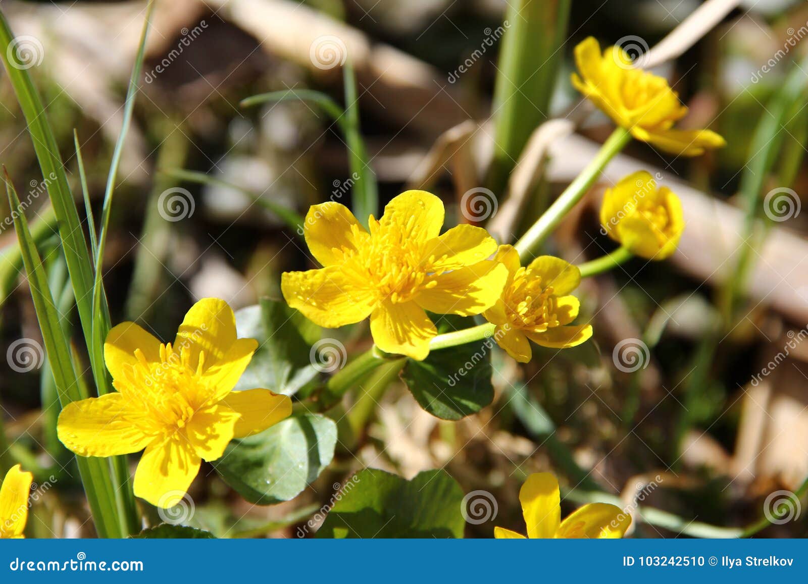Field buttercups close-up stock photo. Image of nature - 103242510