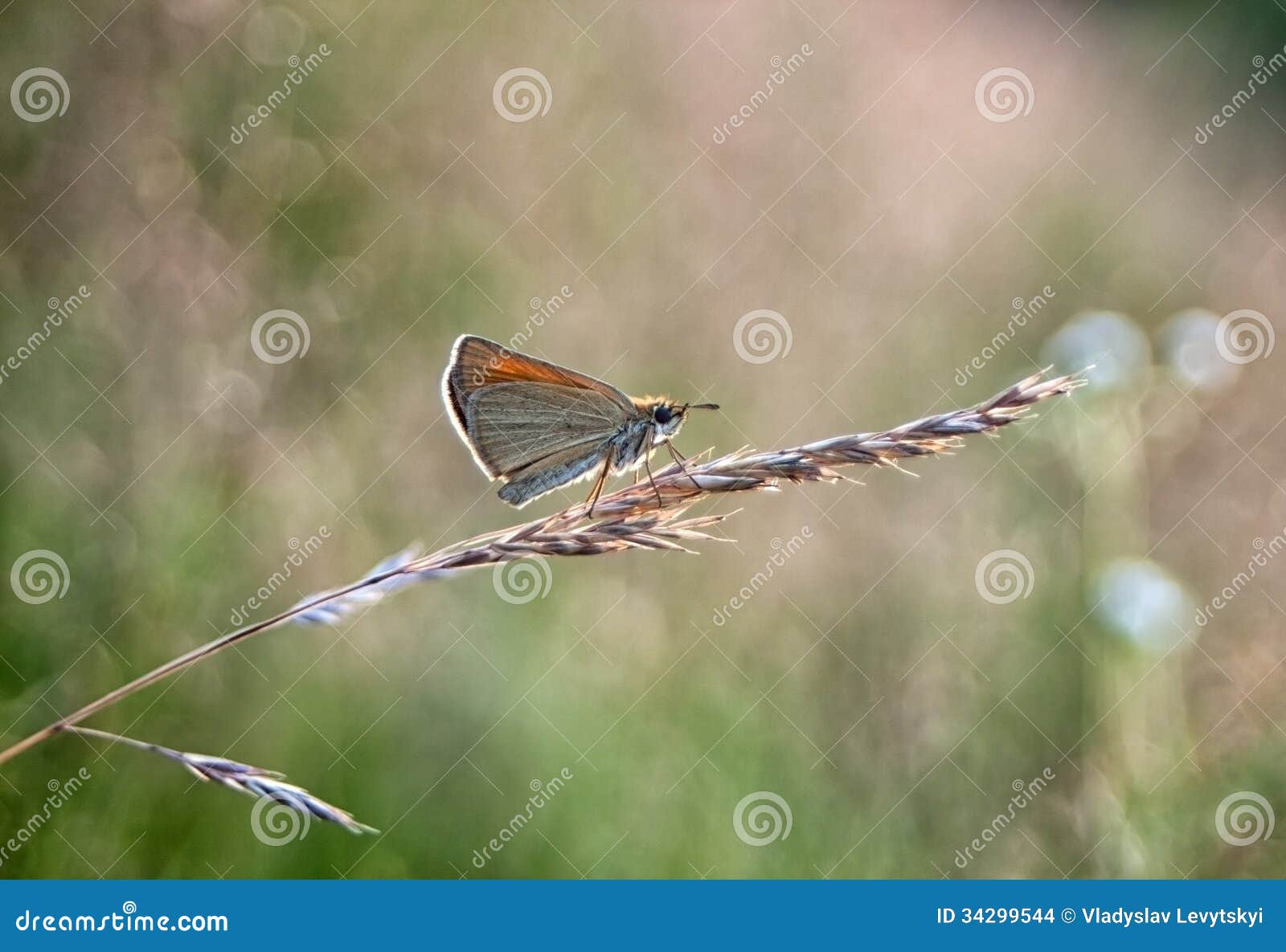 Field butterfly stock photo. Image of butterfly, seed - 34299544