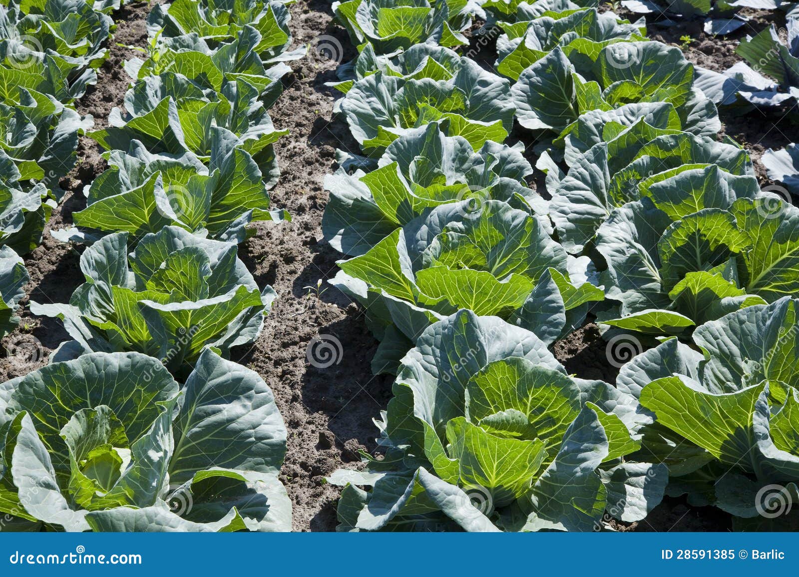 Field of cabbage stock image. Image of leaf, harvest - 28591385