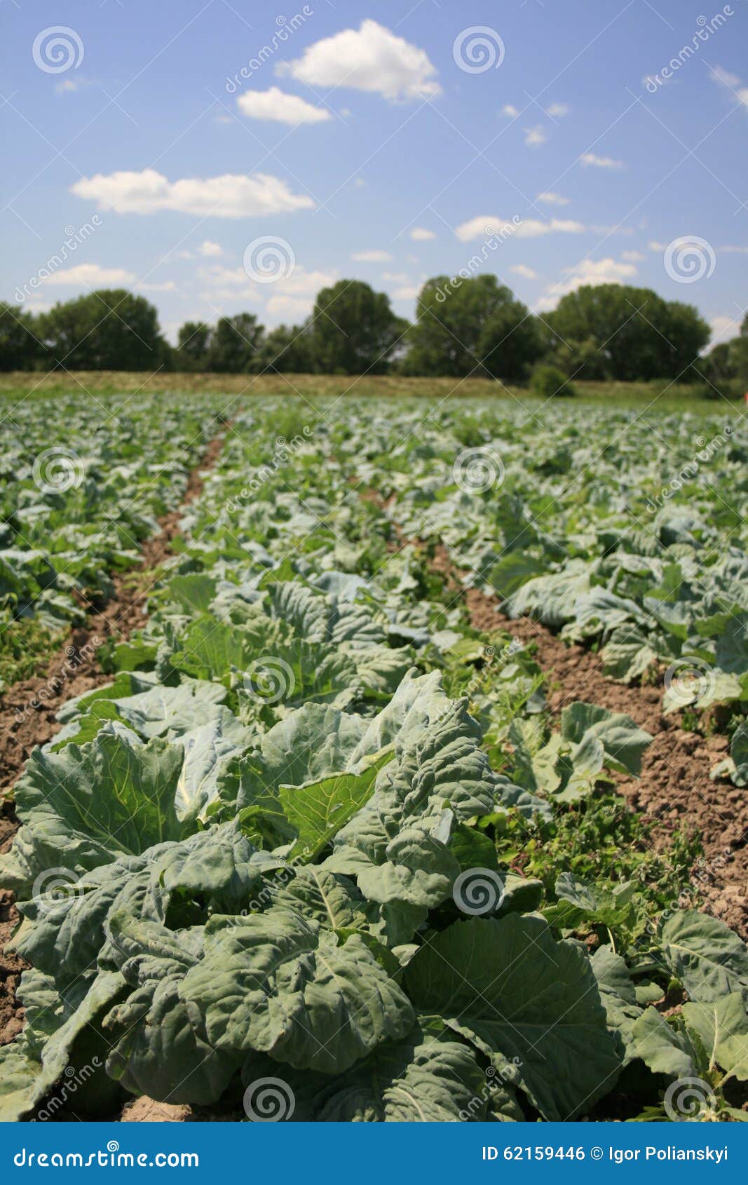 Field of cabbage. stock photo. Image of light, dirt, natural - 62159446