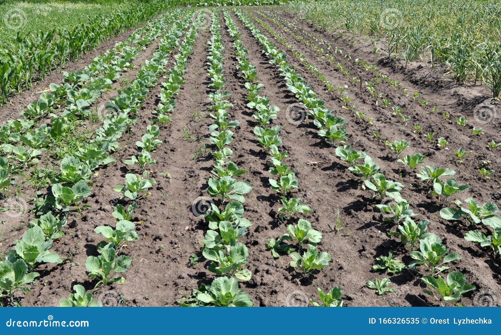 Cabbage Grows in the Open Ground Stock Image - Image of garden, green ...