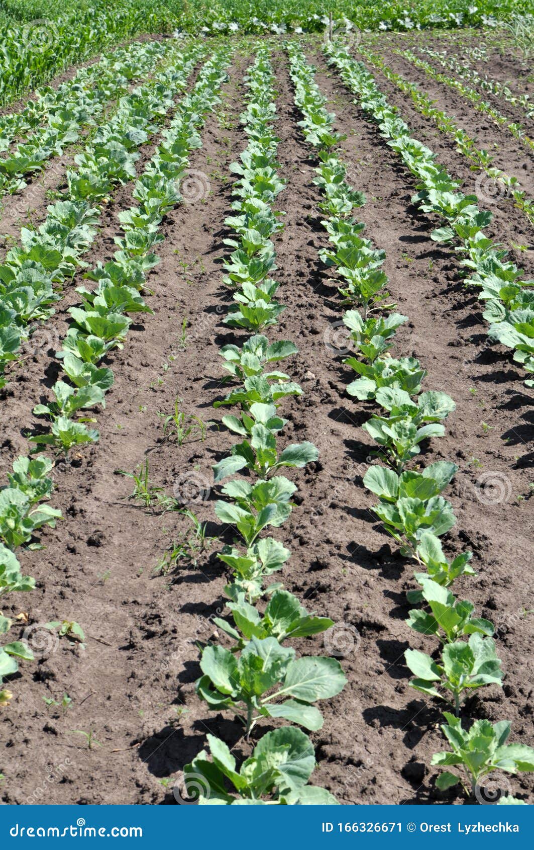 Cabbage Grows in the Open Ground Stock Image - Image of hybrids, ground ...
