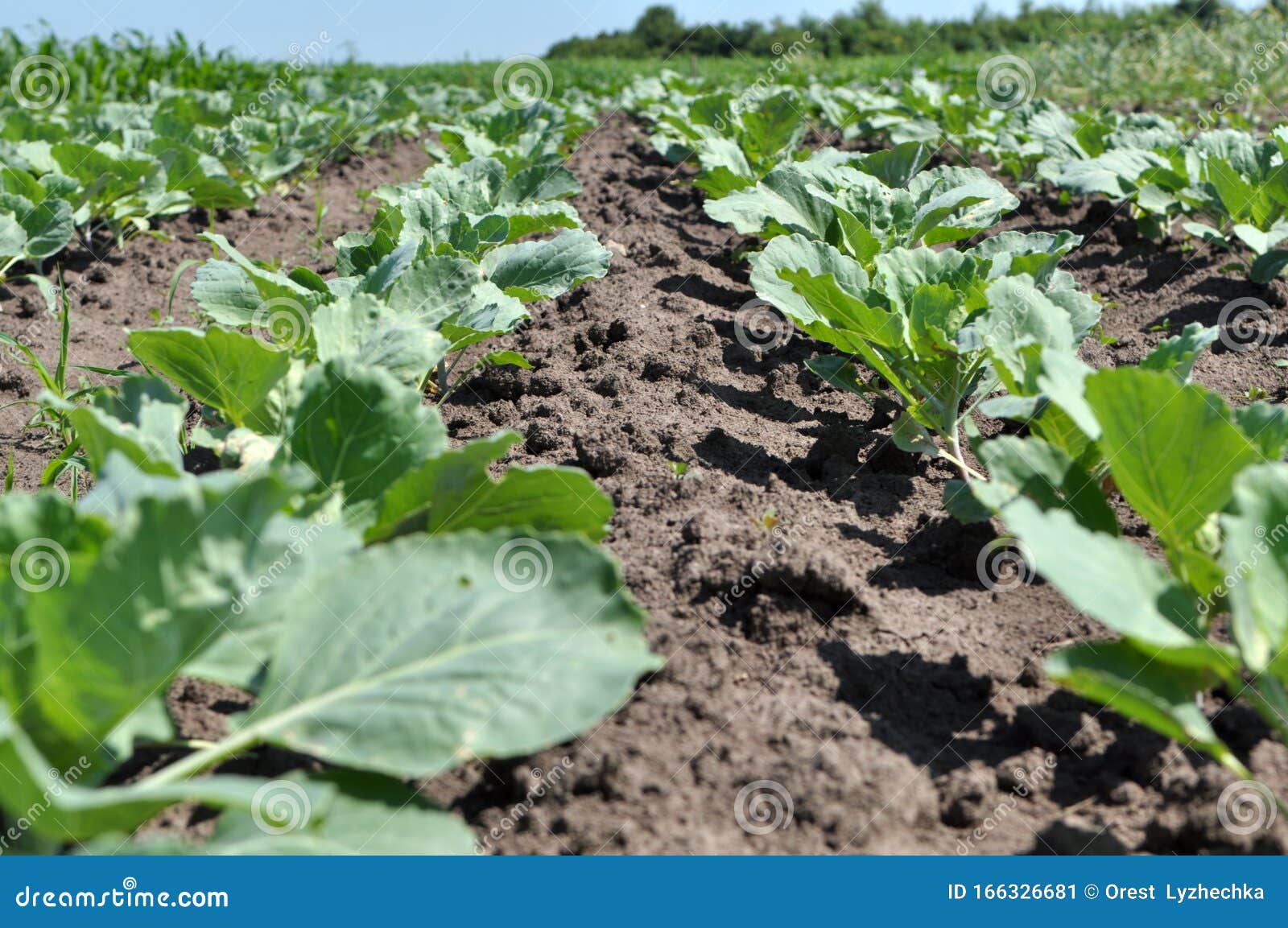 Cabbage Grows in the Open Ground Stock Image - Image of summer, natural ...