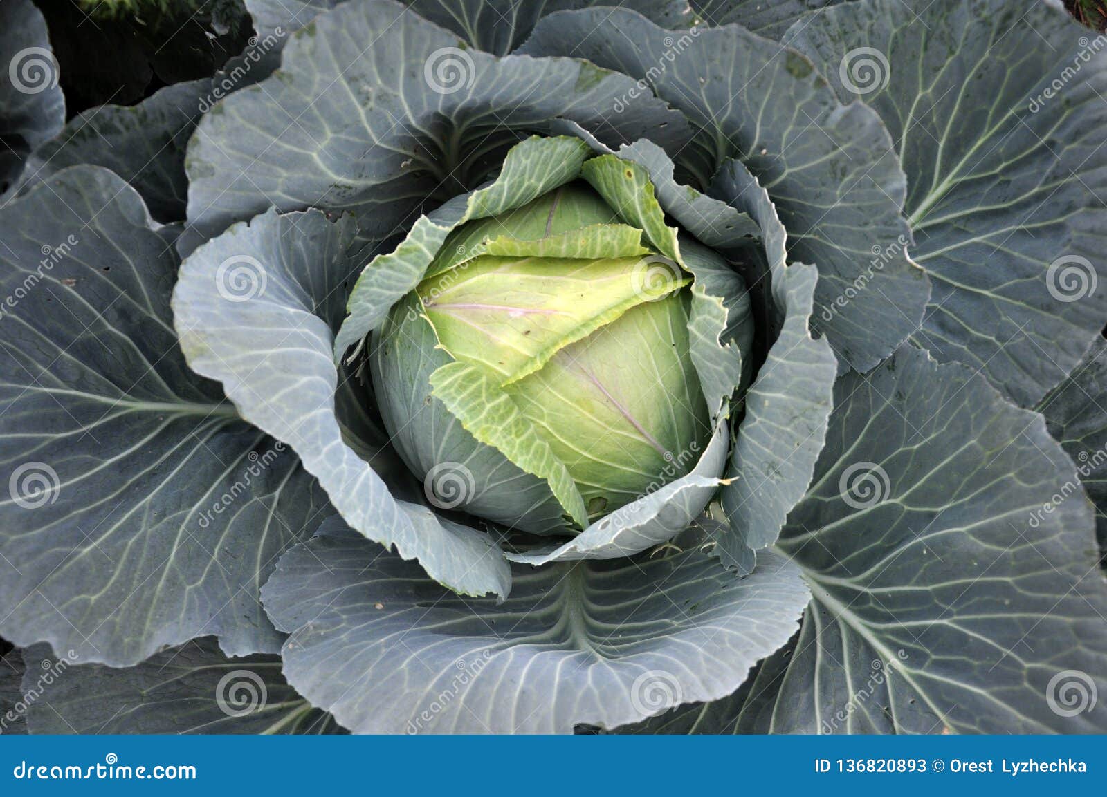 Cabbage Grows in the Open Ground Stock Image - Image of fresh ...