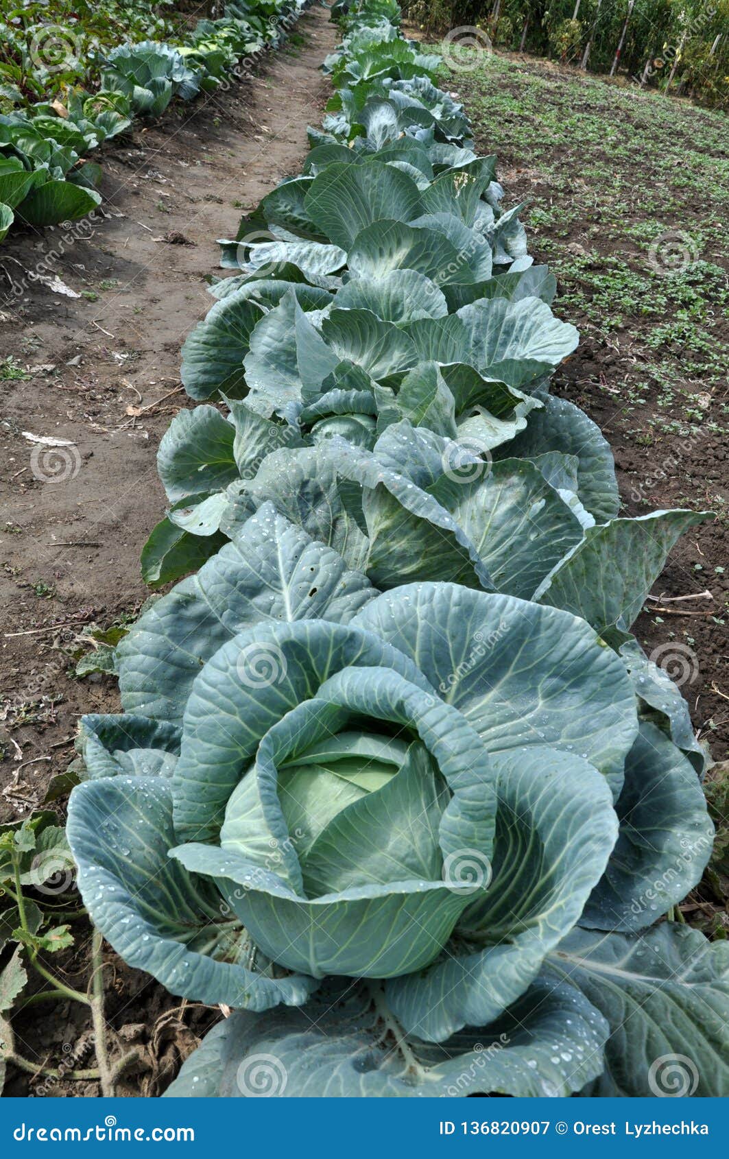 Cabbage Grows in the Open Ground Stock Image - Image of garden, natural ...