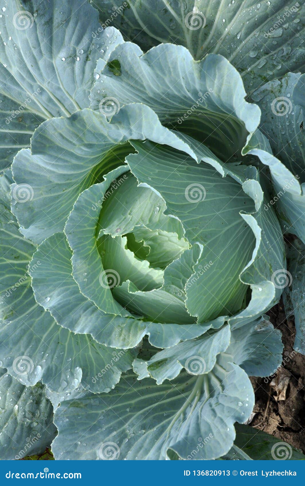 Cabbage Grows in the Open Ground Stock Image - Image of nature, garden ...