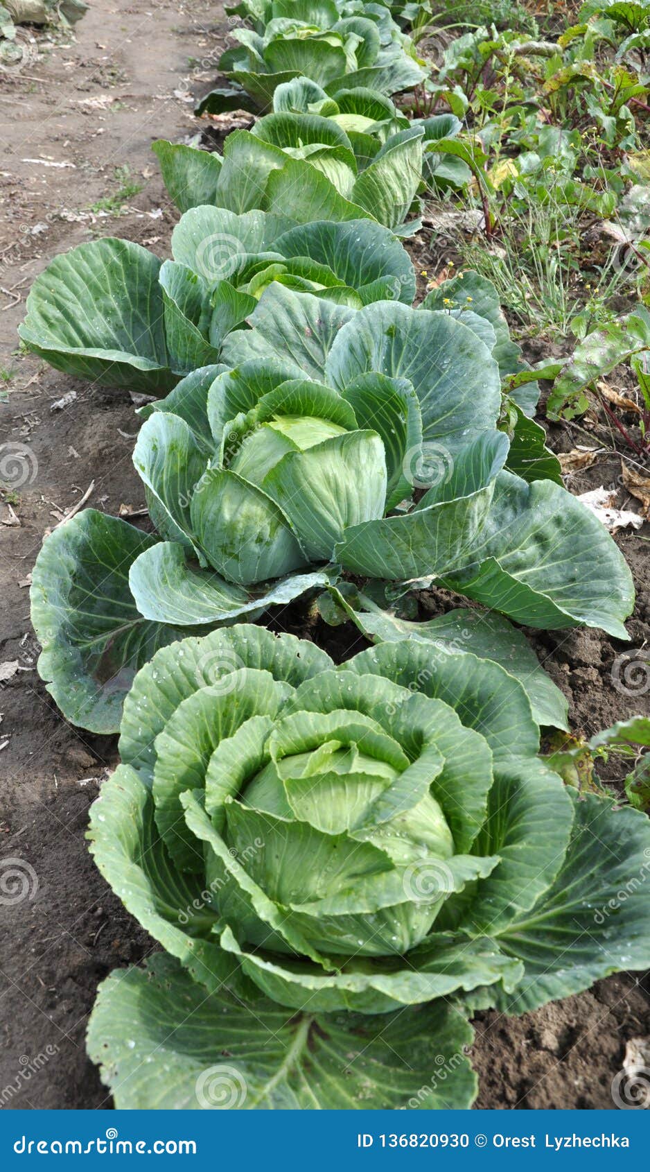 Cabbage Grows in the Open Ground Stock Photo - Image of food, farm ...