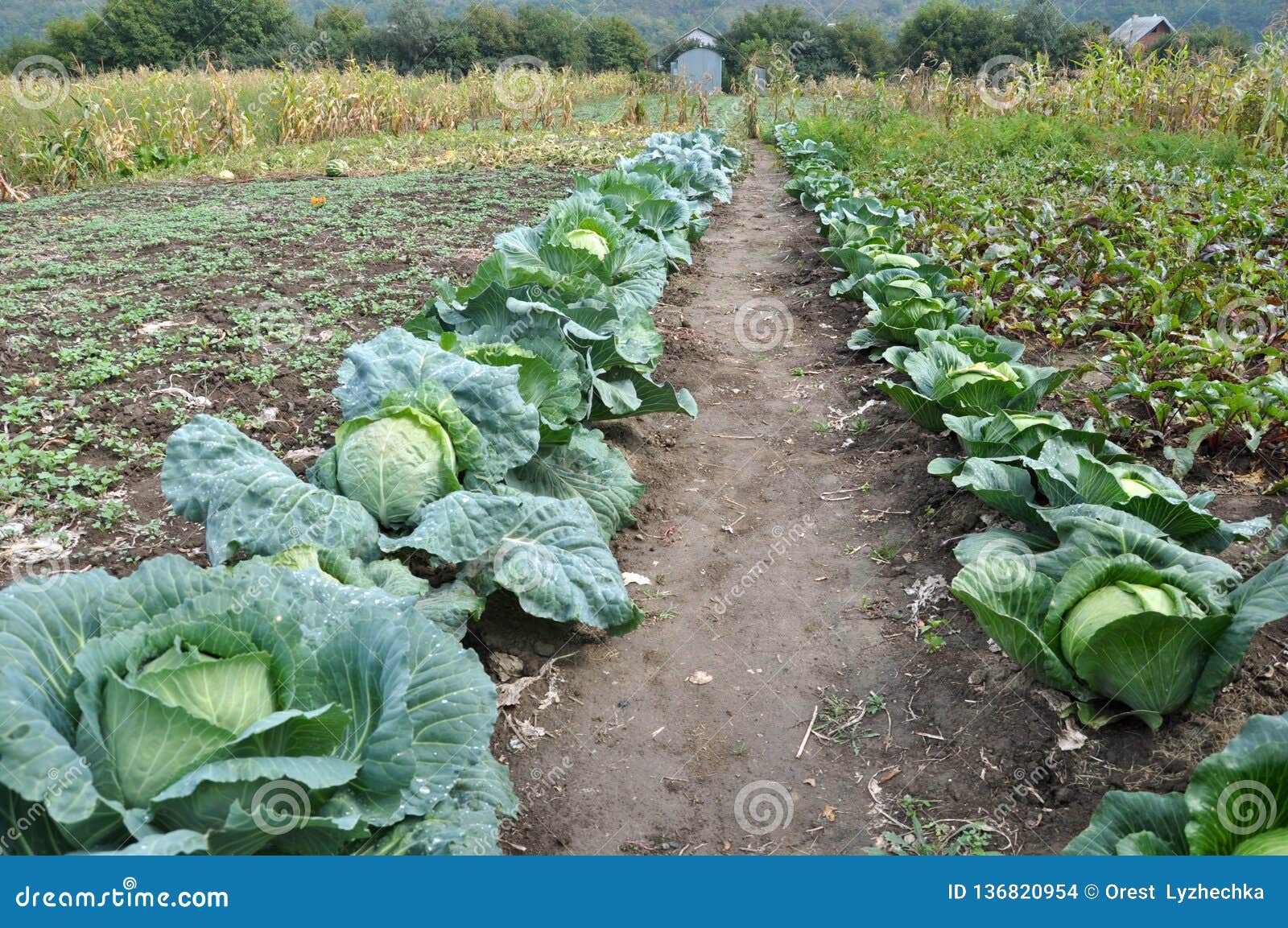 Cabbage Grows in the Open Ground Stock Photo - Image of beautiful, head ...