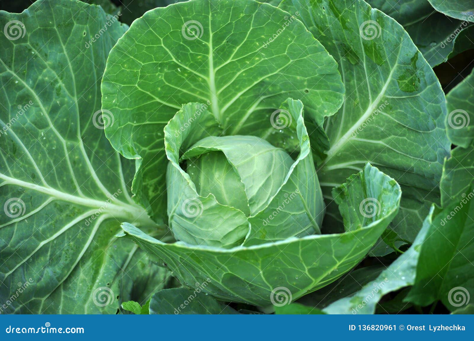 Cabbage Grows in the Open Ground Stock Image - Image of outdoor ...