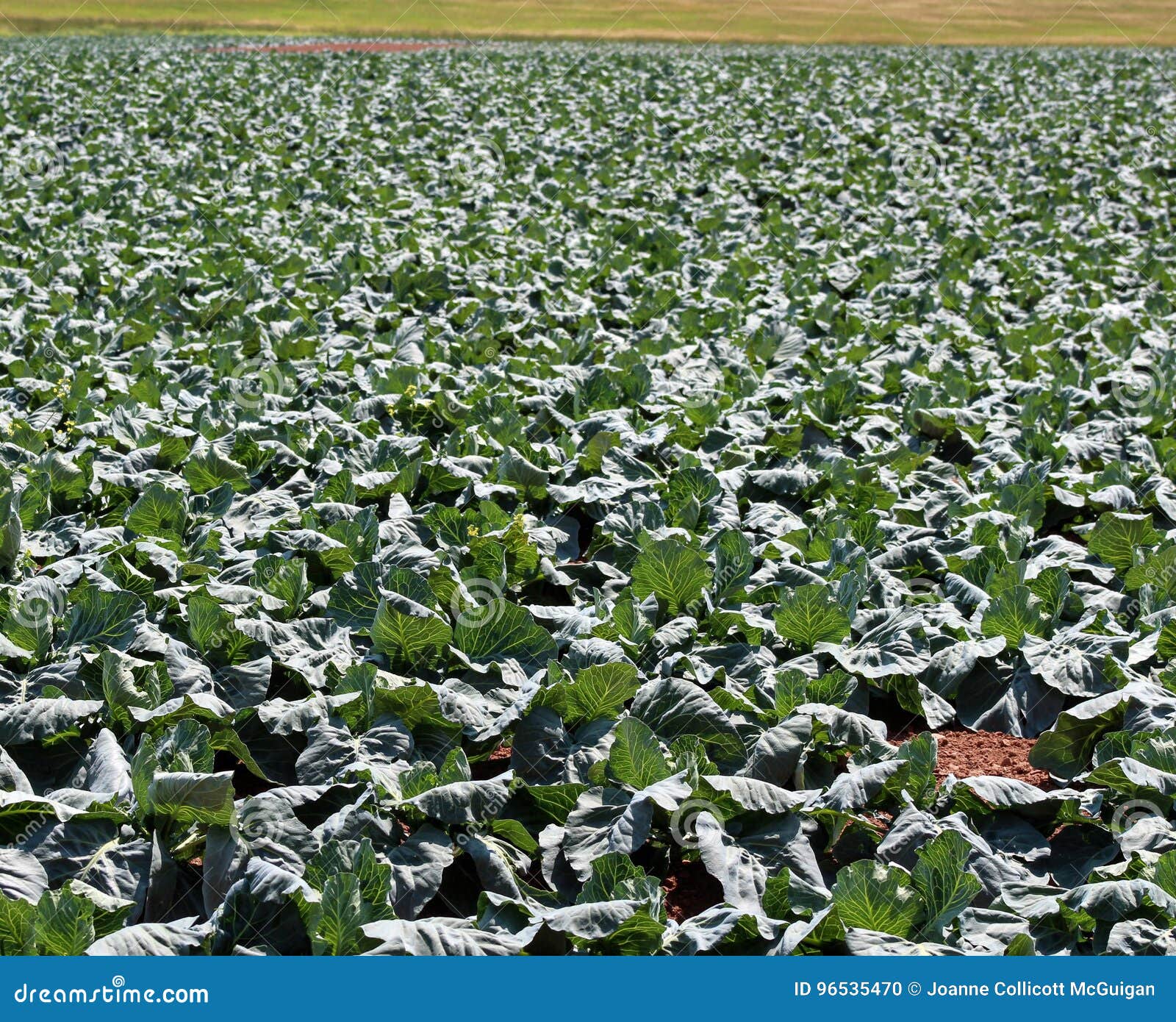 Field of Cabbage stock photo. Image of dishes, harvested - 96535470