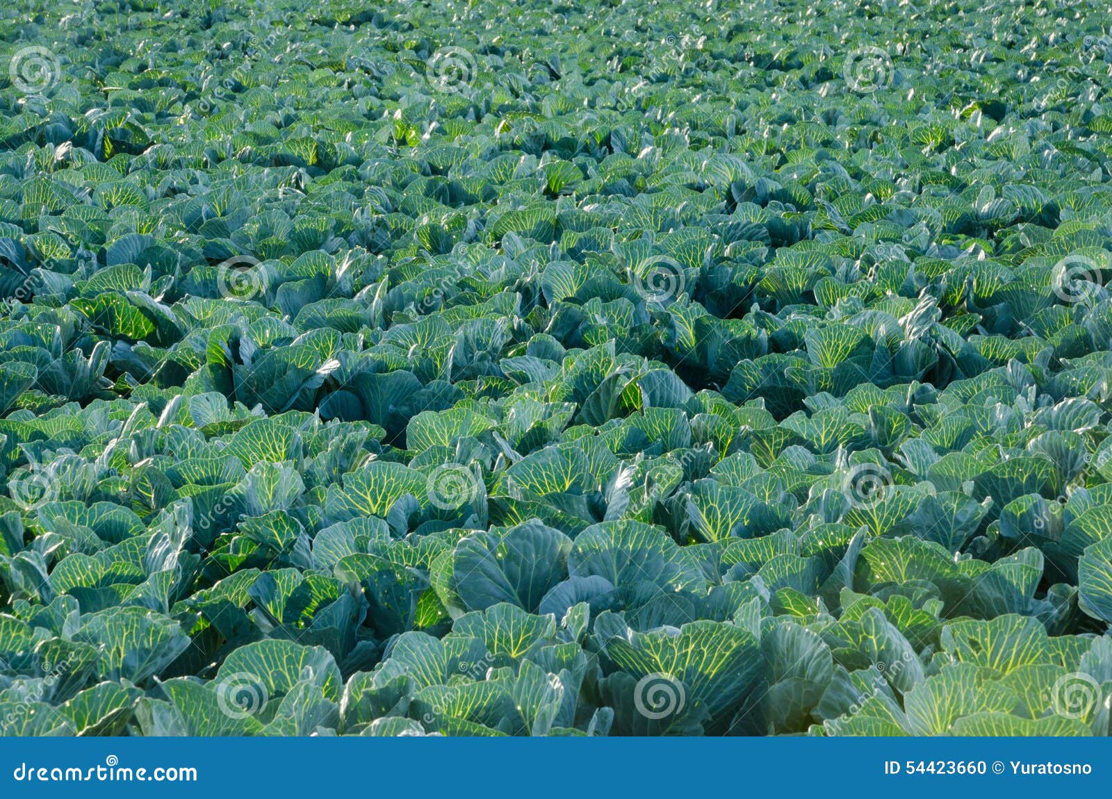 Field of Cabbage stock photo. Image of growing, background - 54423660