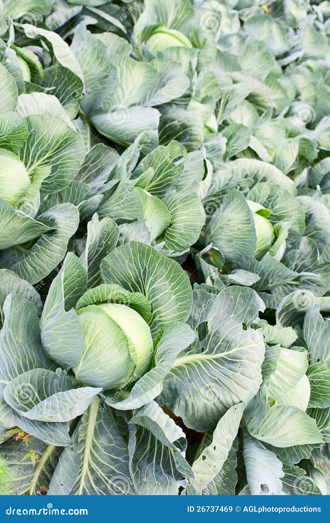 Field of cabbage plants stock image. Image of field, crop - 26737469