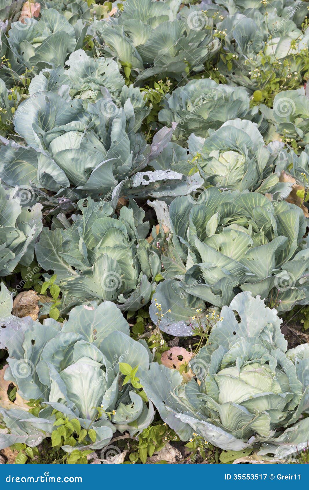 Field of cabbage stock image. Image of savoy, cabbage - 35553517